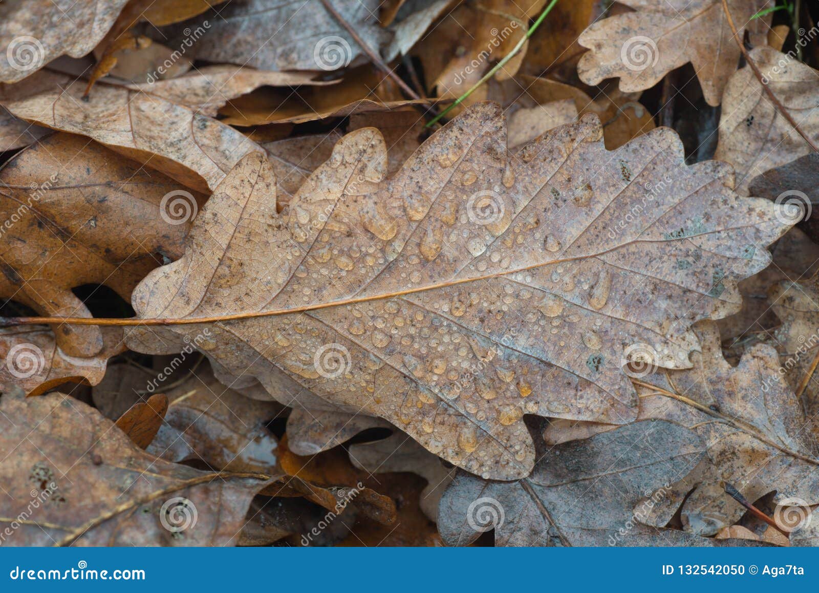 Autumn Fallen Oak Leaf with Water Drops Macro Stock Photo - Image of ...