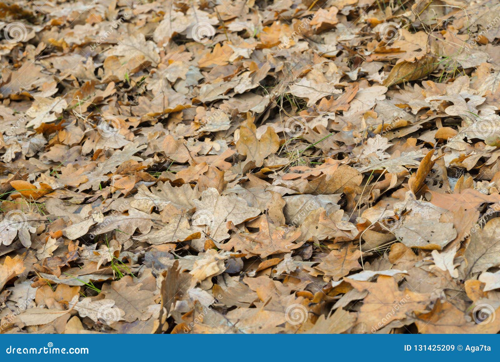 Autumn fallen oak leaves stock image. Image of october - 131425209