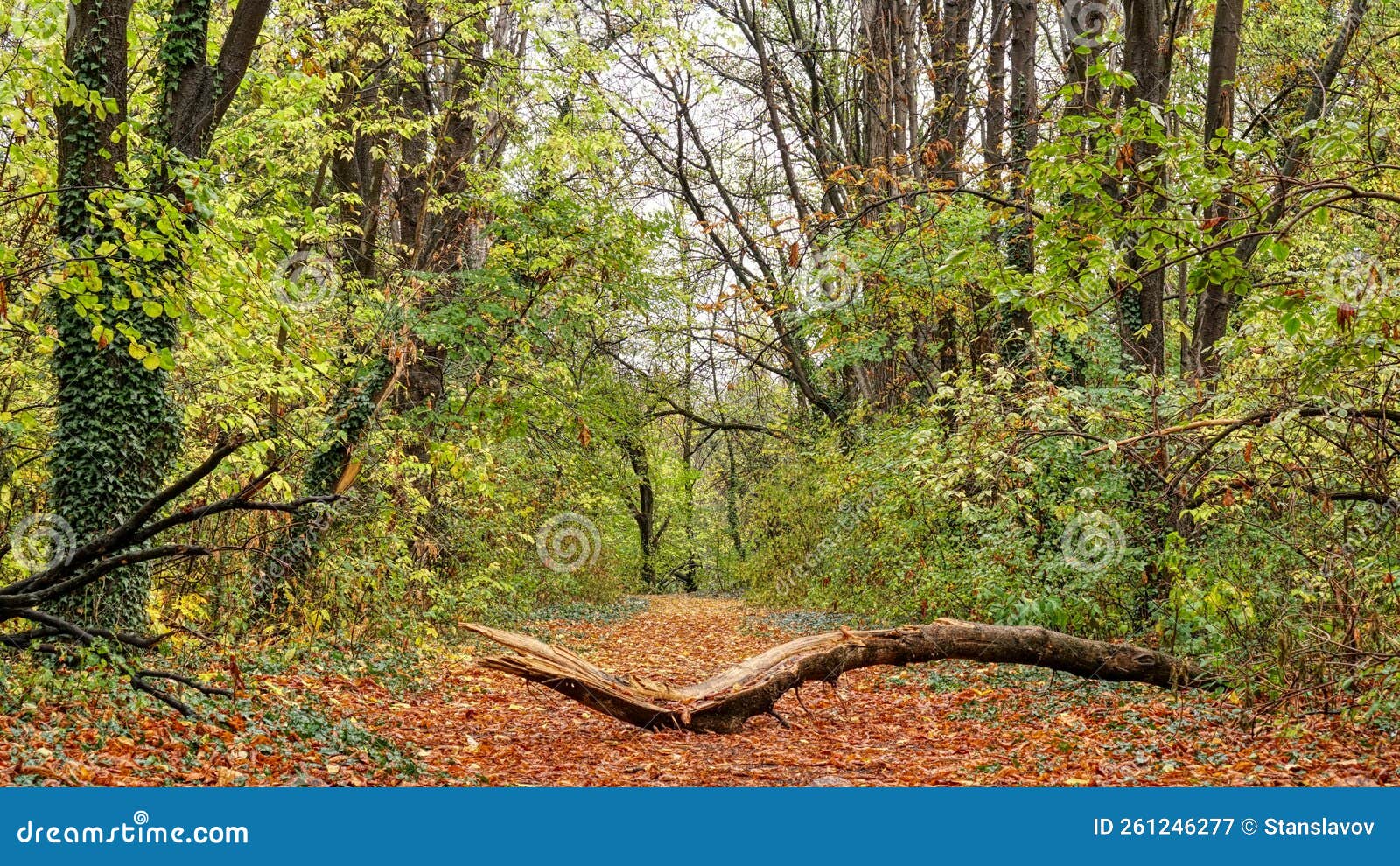 Autumn with a Fallen Tree on the Path Stock Image - Image of trail ...