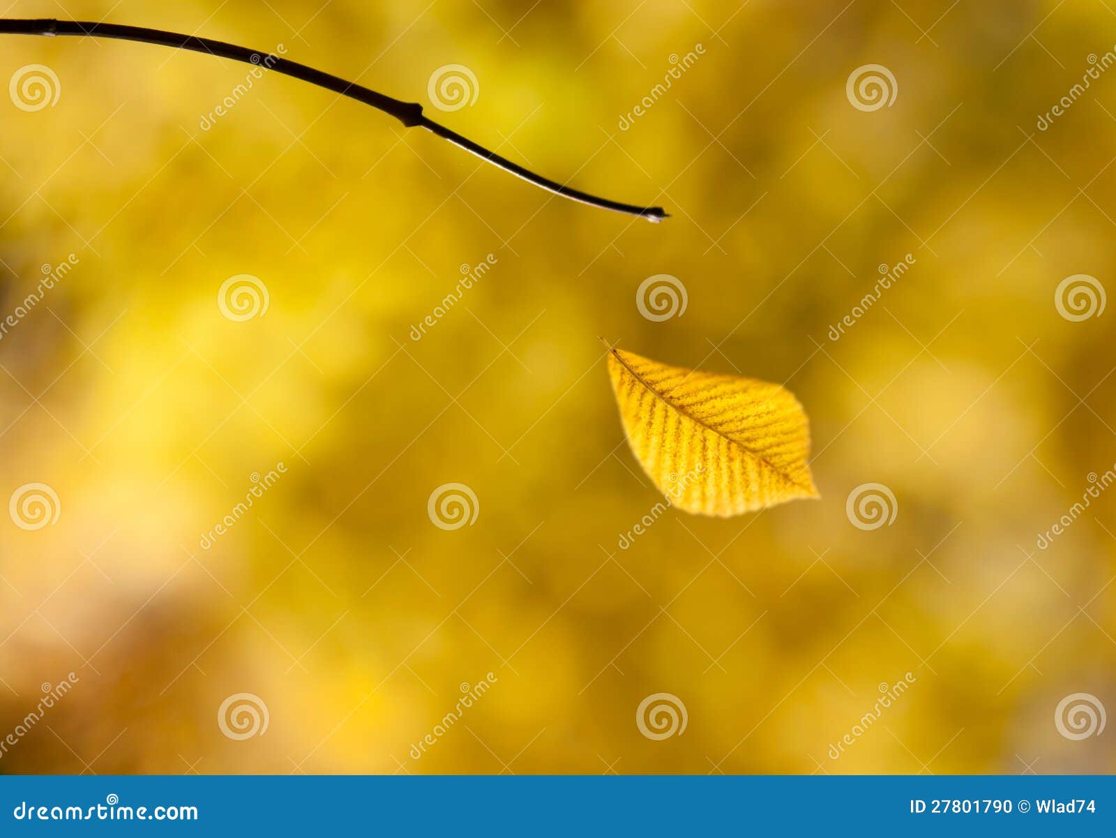 Autumn Falling Leaf in a Forest Stock Photo - Image of environment ...