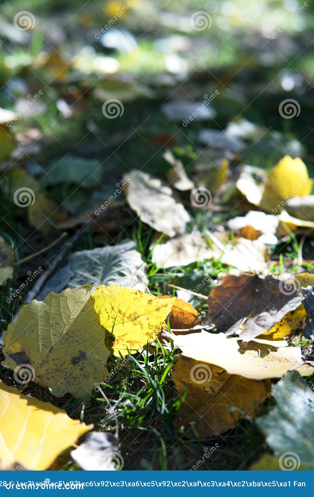 Autumn Falling Leaves on the Grass Stock Photo - Image of falling ...