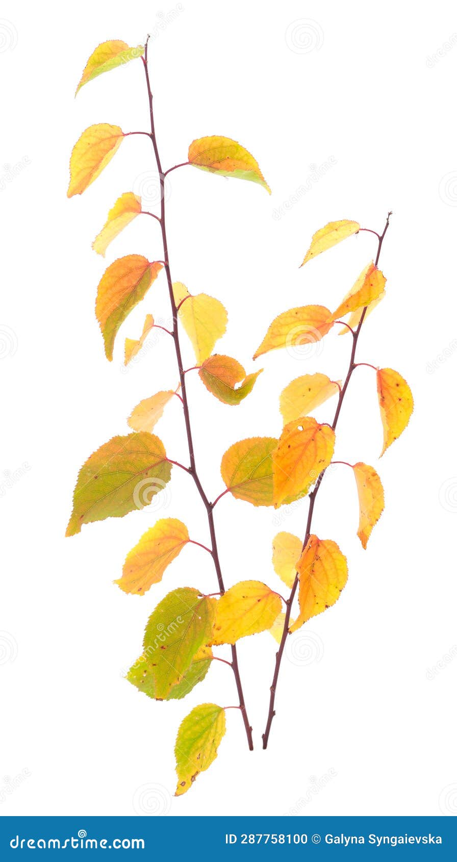 Autumn falling leaves stock photo. Image of natural - 287758100