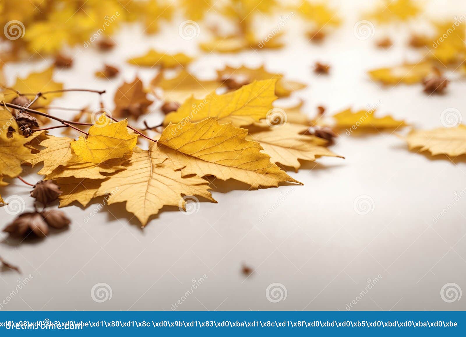 Autumn Falling Leaves Isolated on White Background. Stock Photo - Image ...