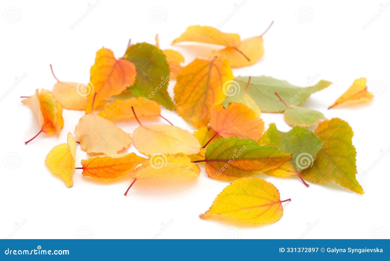 Autumn falling leaves stock image. Image of leaf, vine - 331372897