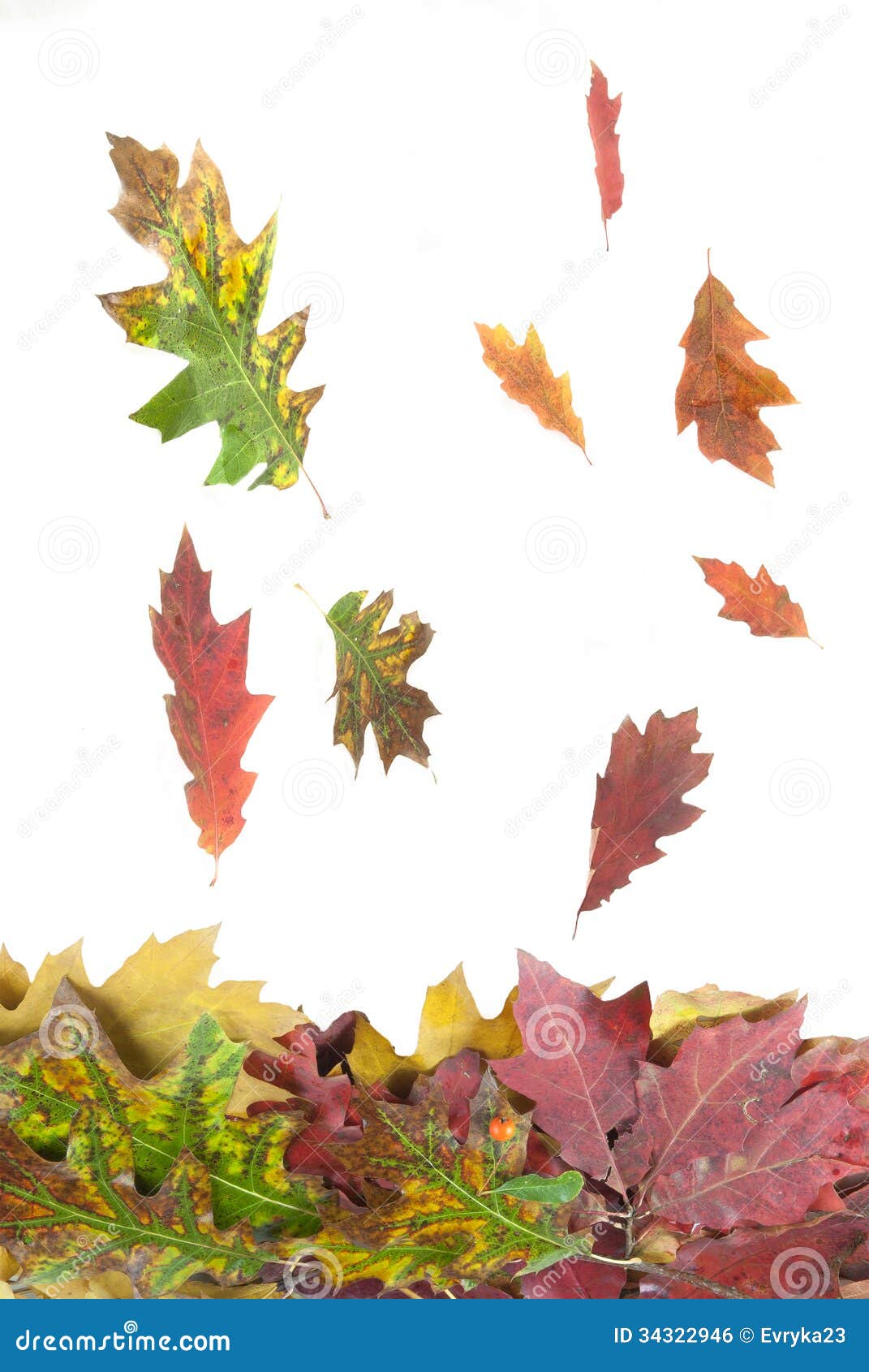 Autumn Falling Leaves Isolated on Stock Photo - Image of decor, frame ...