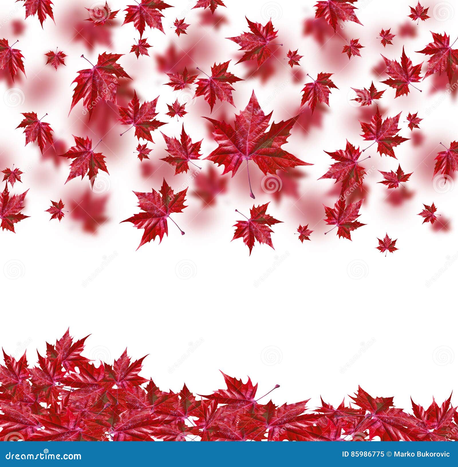 Autumn Falling Leaves Isolated on White Background Stock Image - Image ...