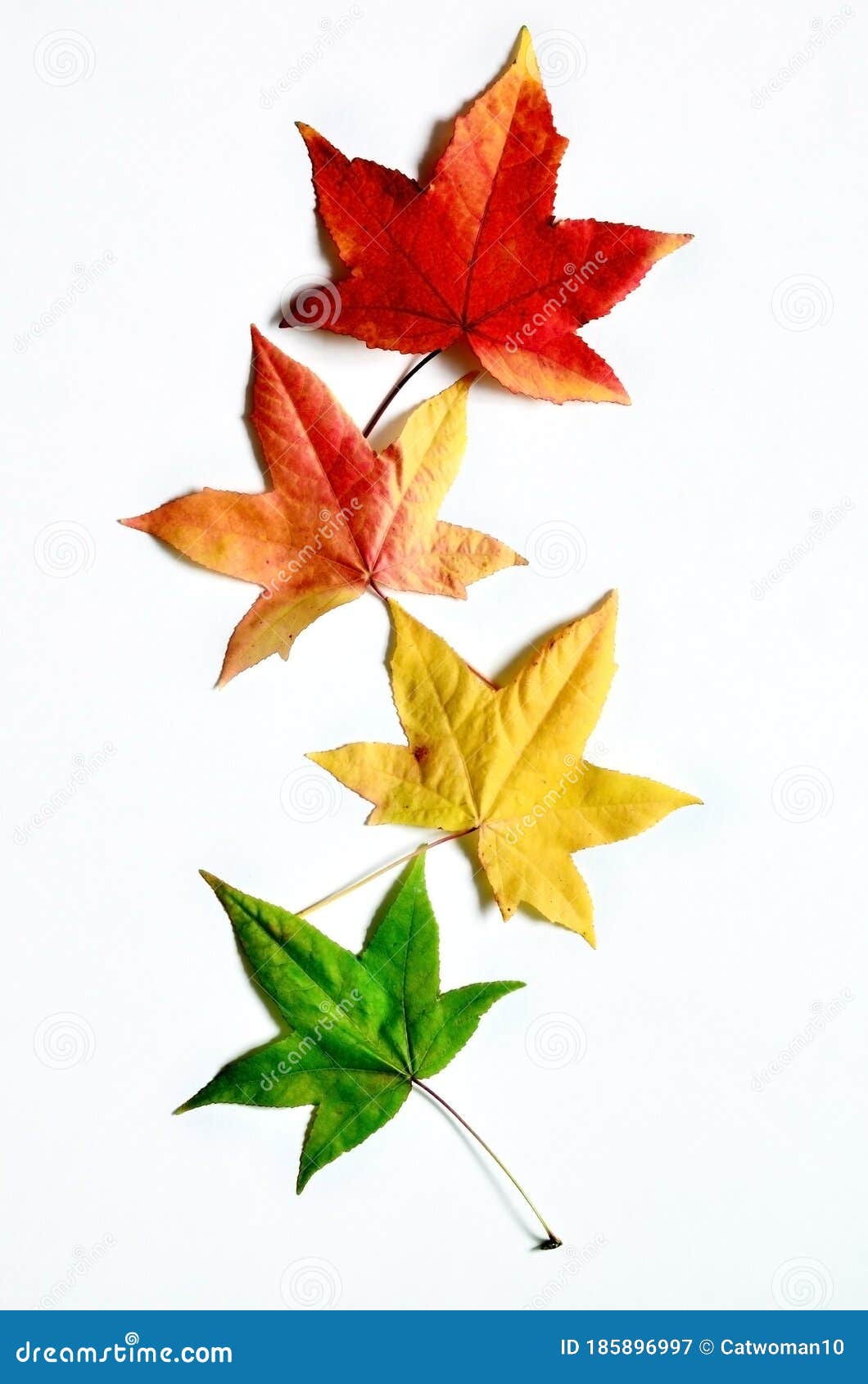 Autumn Falling Leaves Isolated on White Background Stock Image - Image ...