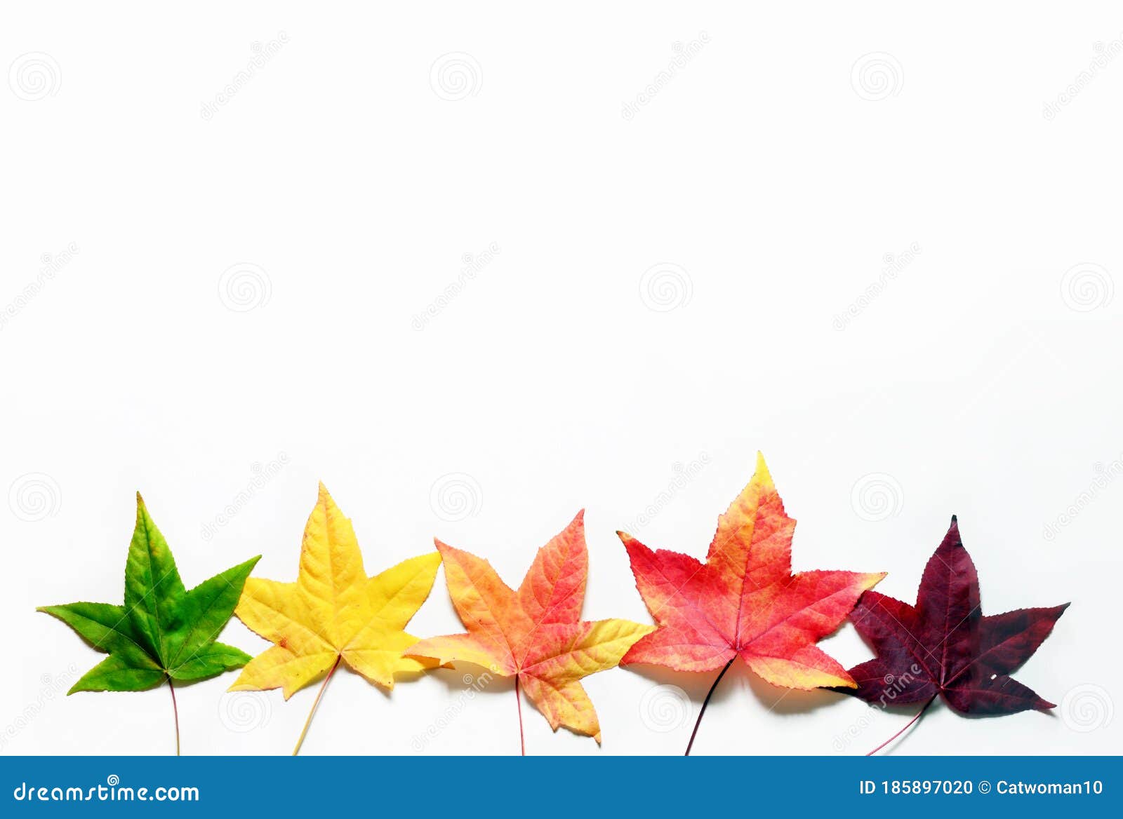 Autumn Falling Leaves Isolated on White Background Stock Photo - Image ...