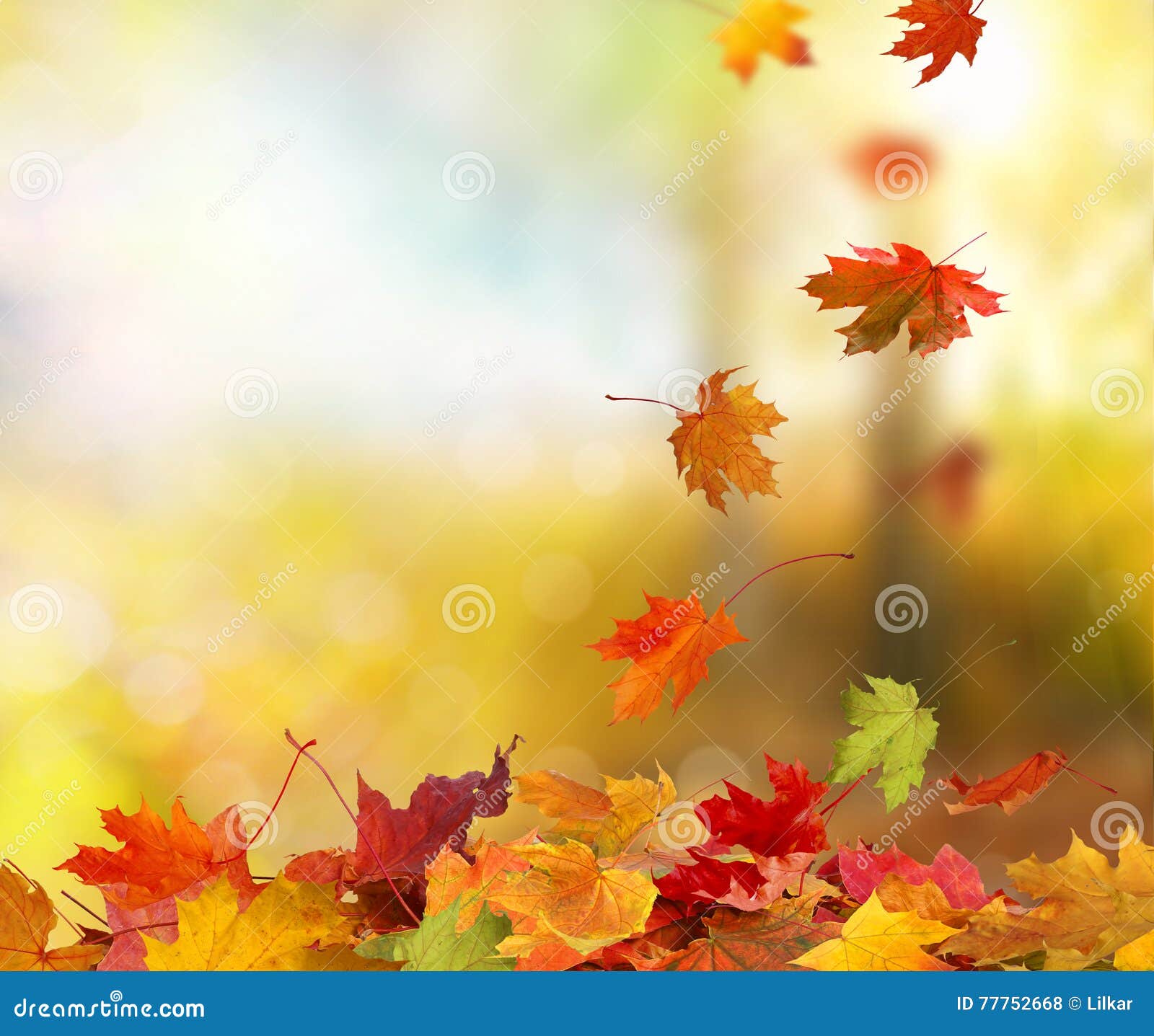 Autumn Falling Maple Leaves Fotografia Stock - Immagine di ambientale ...
