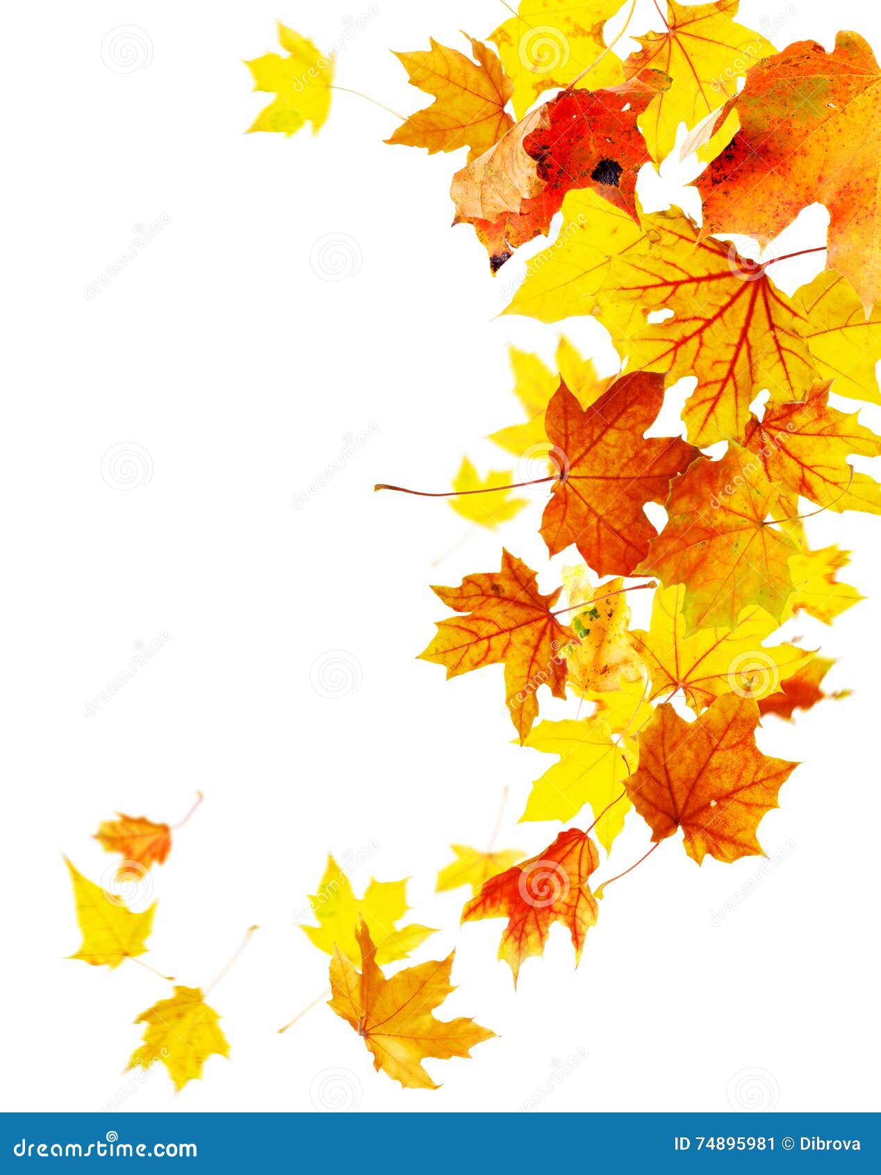 Autumn Falling Maple Leaves Stock Image - Image of group, fallen: 74895981