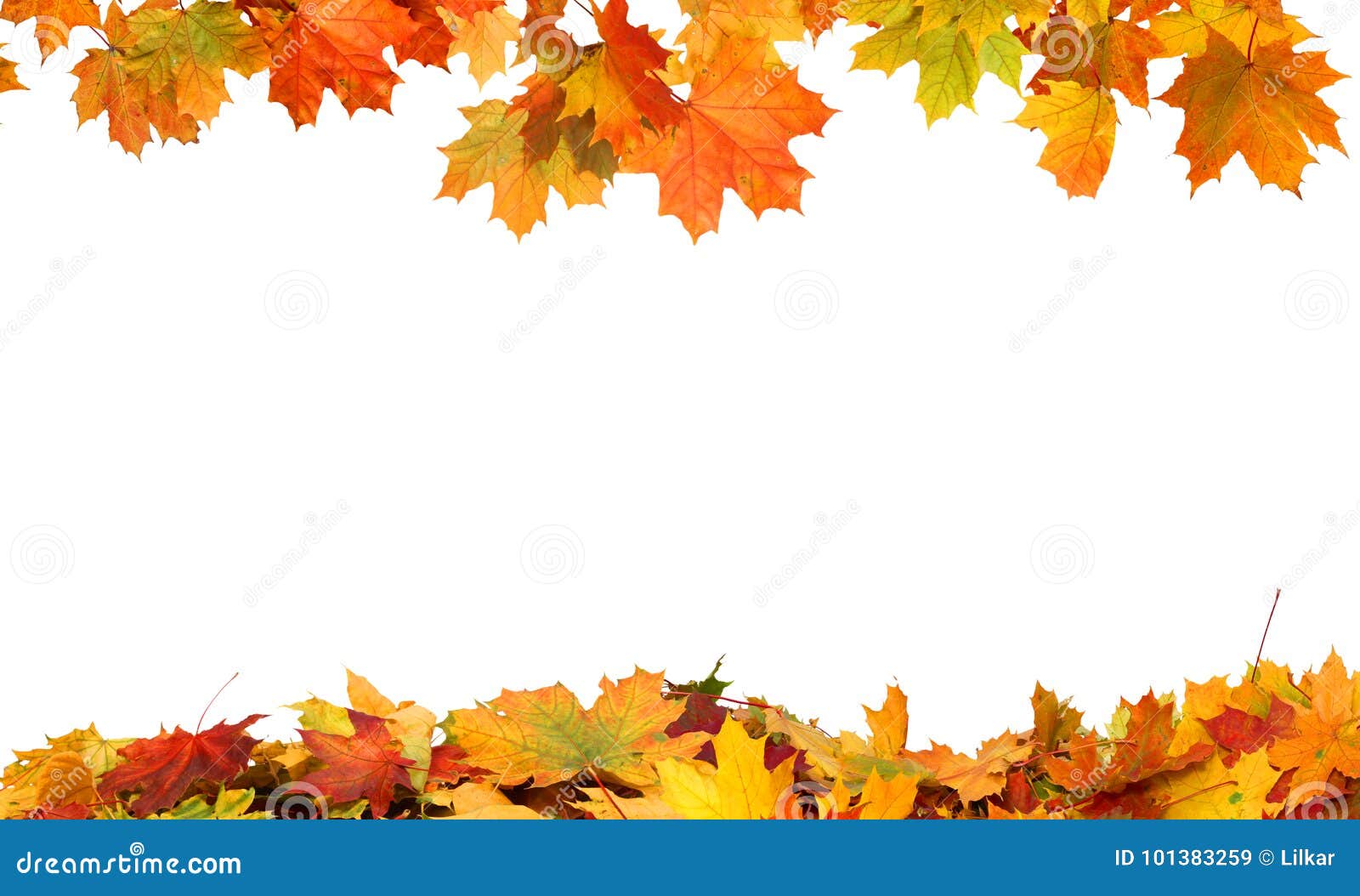 Autumn Leaves Isolated on White Background Stock Image - Image of fall ...
