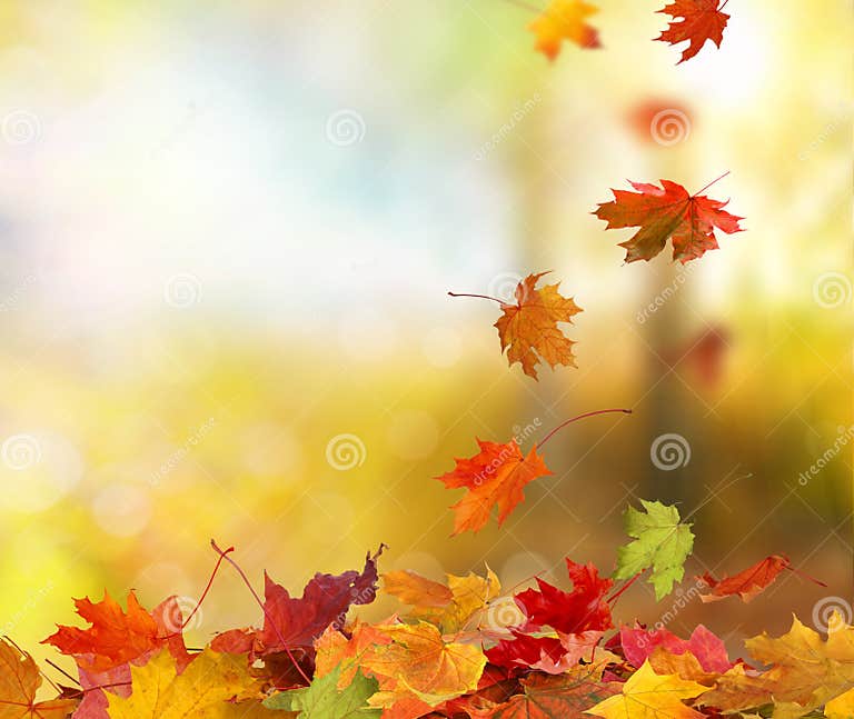 Autumn Falling Maple Leaves Stock Photo - Image of environment, clean ...