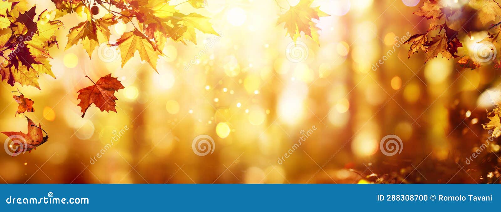 Autumn - Falling Orange Maple Leaves in Abstract Sunset Stock Photo ...