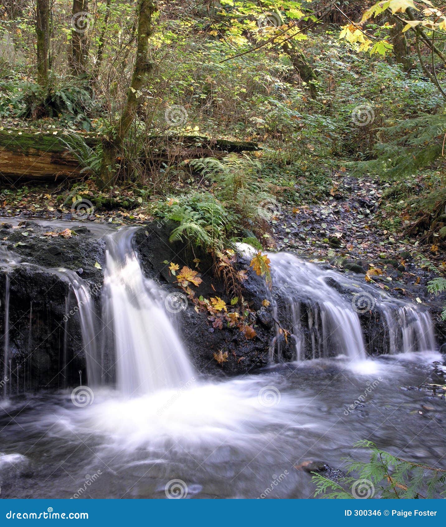 Autumn Falls stock photo. Image of river, beautiful, forest - 300346