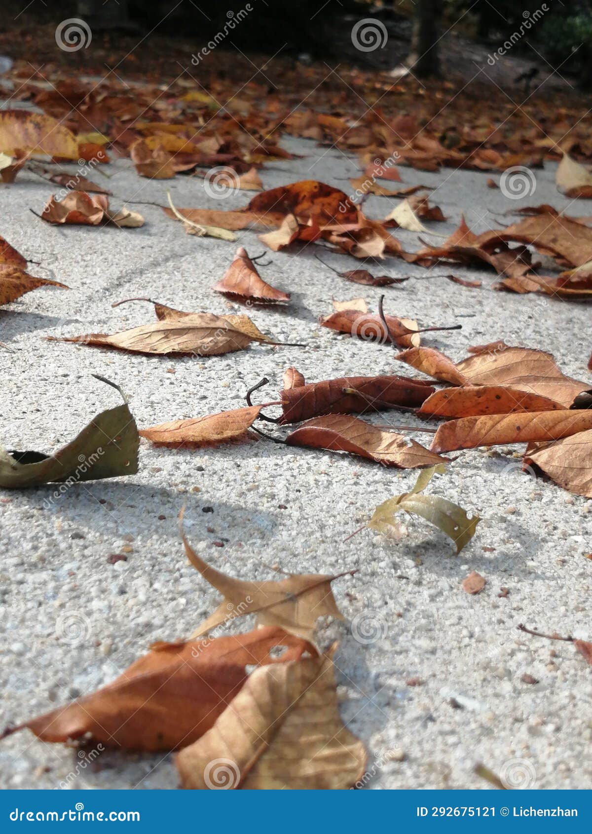 Autumn falls in Atlanta stock image. Image of plant - 292675121