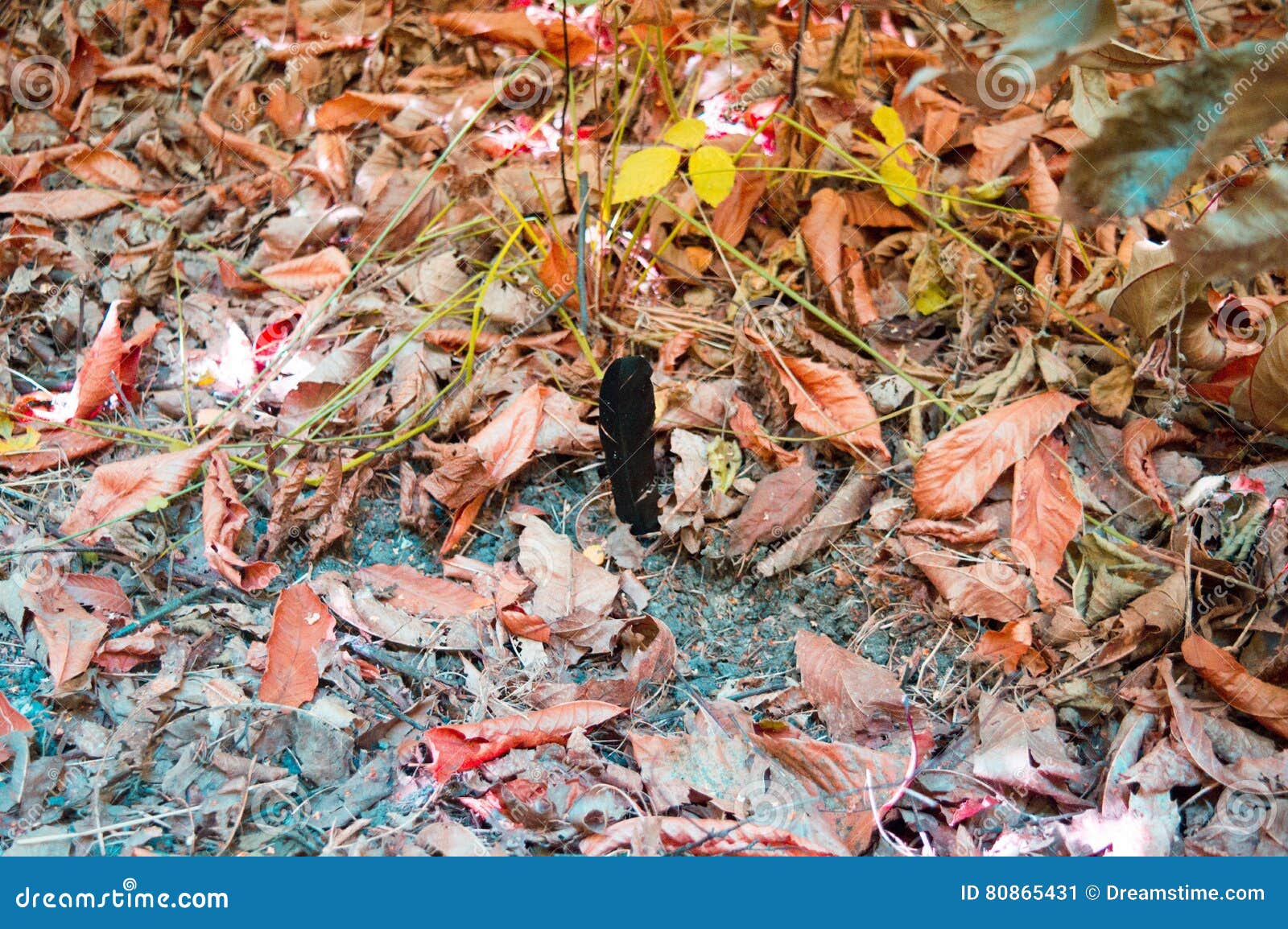 Autumn editorial photo. Image of leaves, feather, woods - 80865431