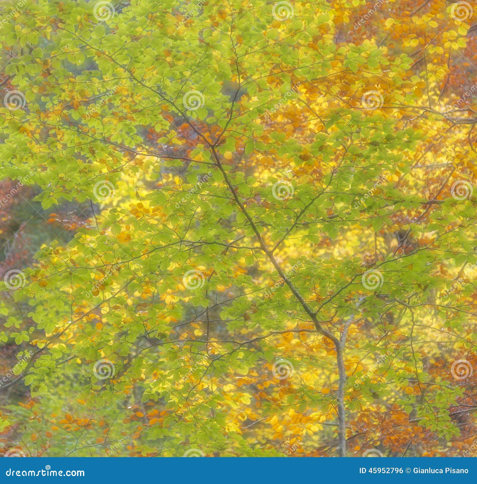 Autumn feeling stock photo. Image of light, autumn, feeling - 45952796