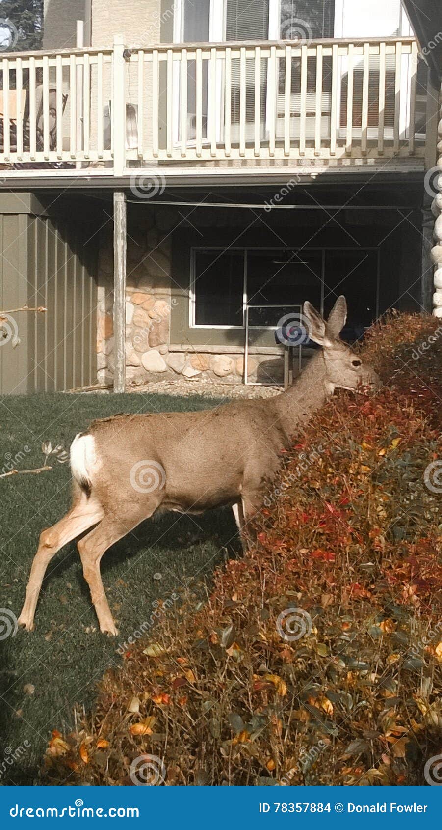 Autumn Female Deer Eating Hedges Stock Photo - Image of fenlands ...