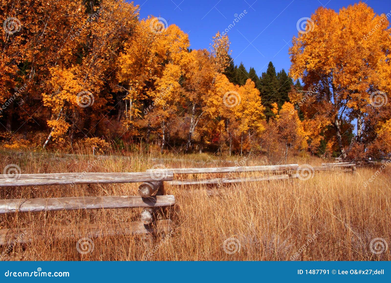 Autumn Fence 3 stock image. Image of aspens, rustic, trees - 1487791