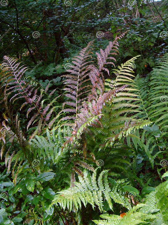 Autumn Fern stock image. Image of vein, wilderness, trees - 693227