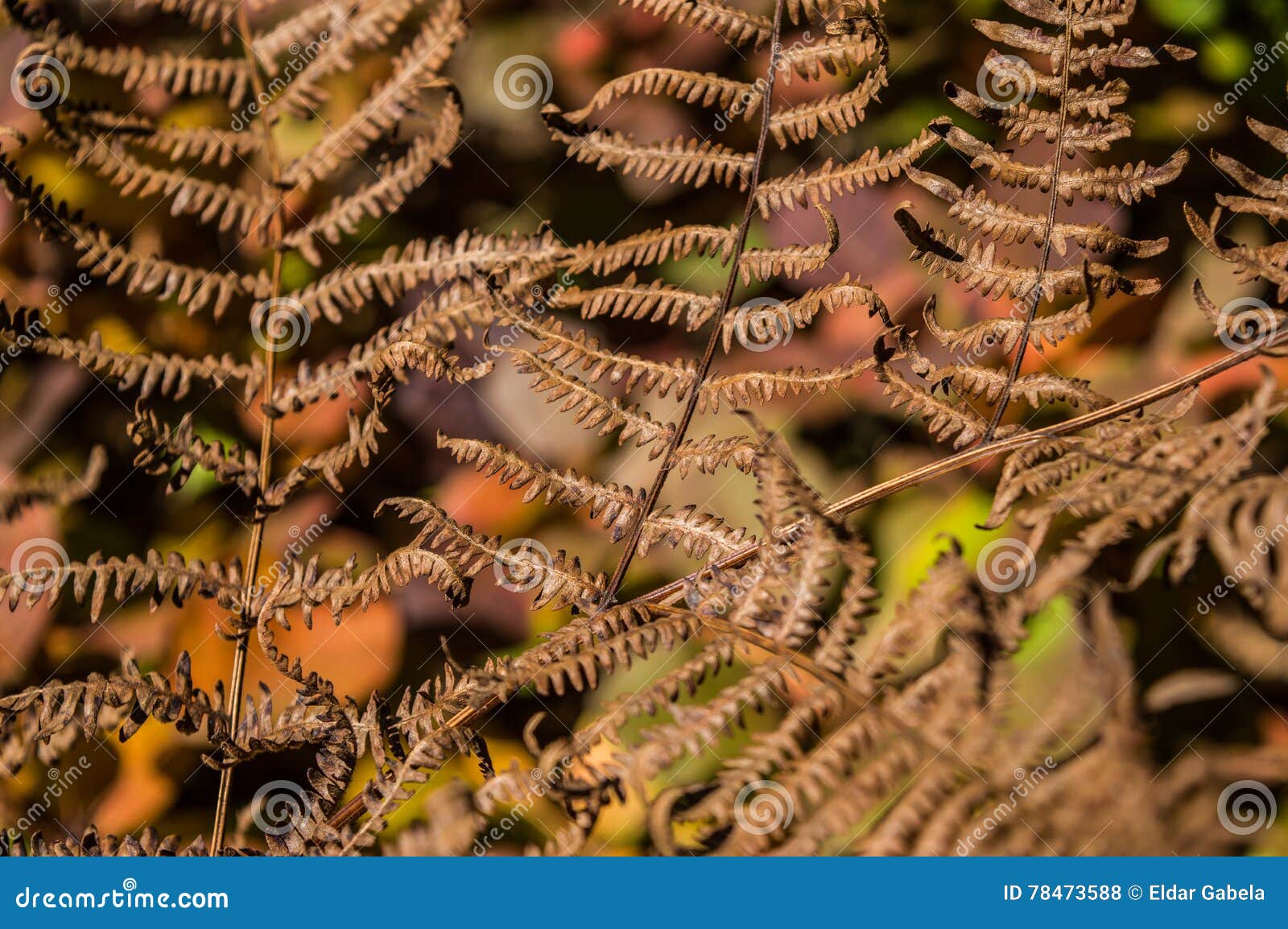 Autumn fern stock photo. Image of hiking, fall, floor - 78473588