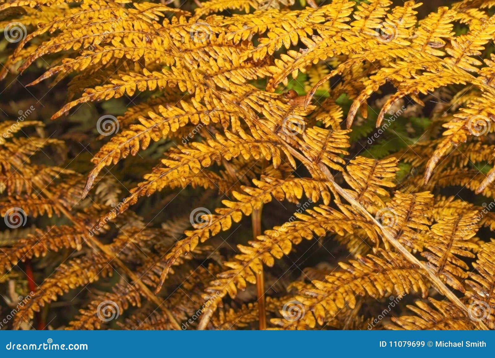 Autumn ferns 2 stock image. Image of orange, rural, autumn - 11079699
