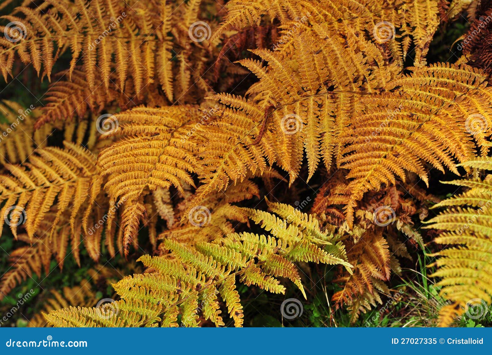 Autumn ferns stock image. Image of fern, autumn, orange - 27027335