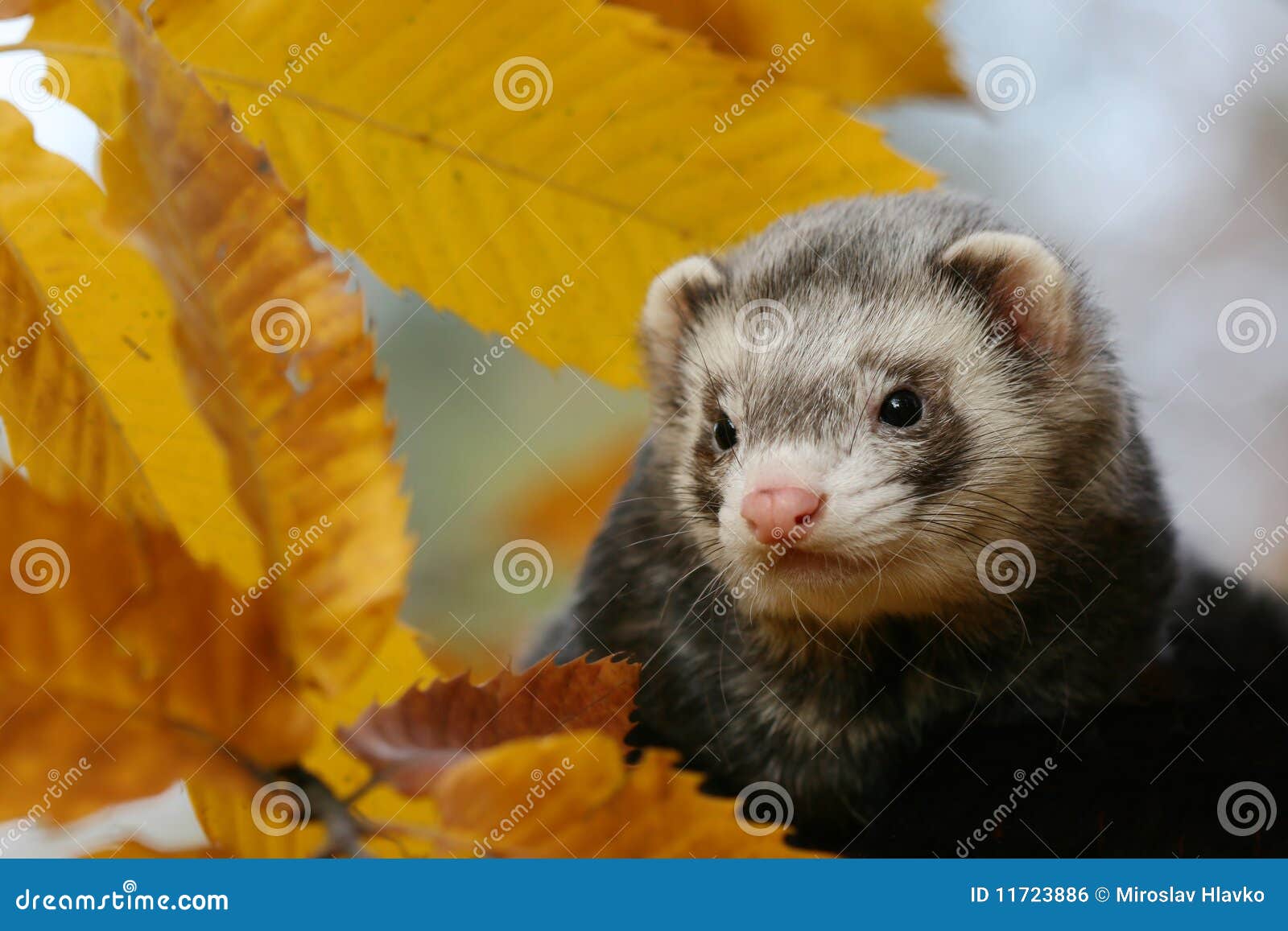 Autumn ferret portrait stock photo. Image of fall, cute - 11723886