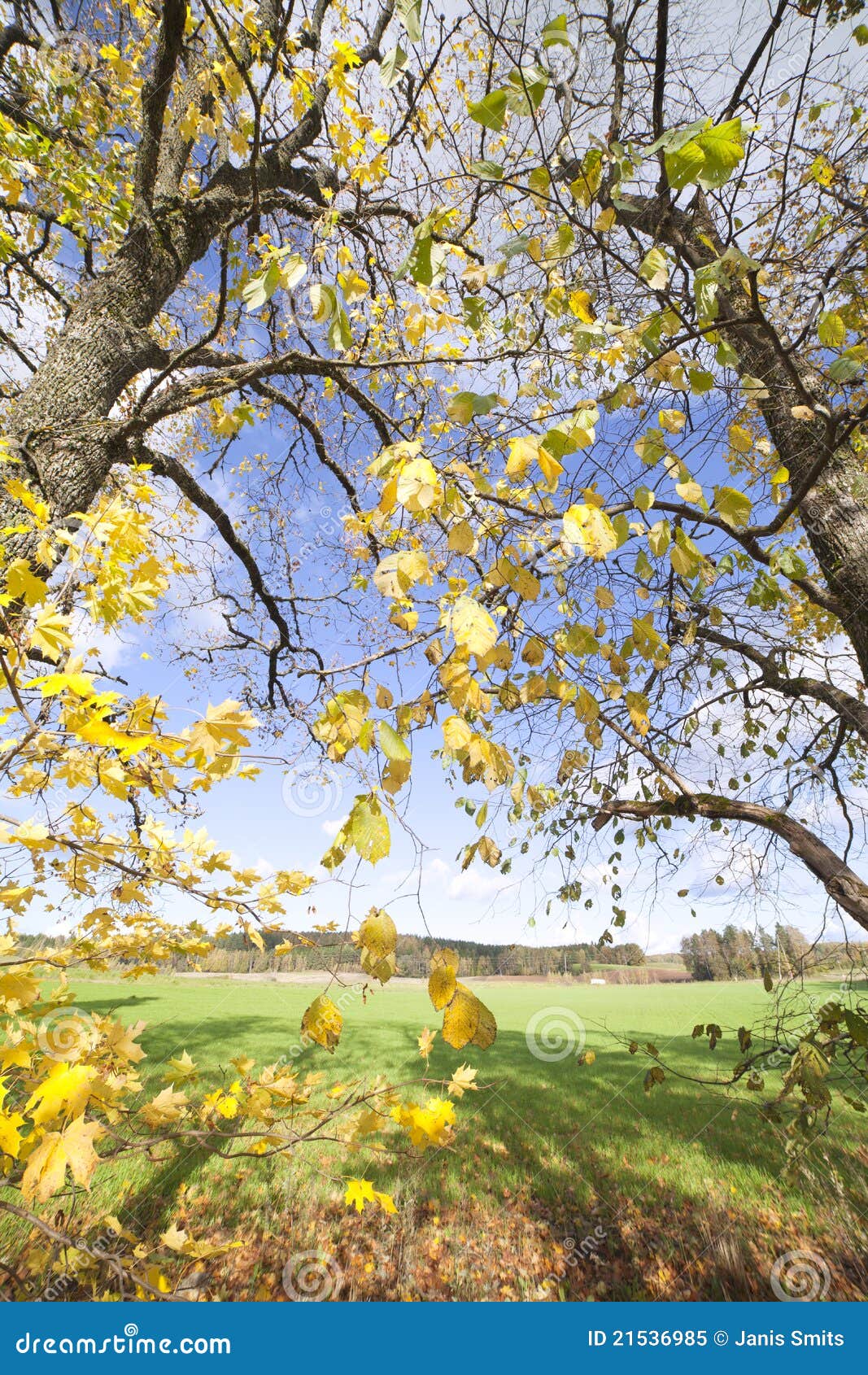 Autumn in field. stock image. Image of germination, clear - 21536985