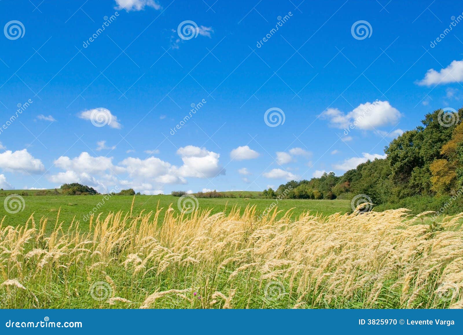 Autumn field. stock photo. Image of forest, shade, park - 3825970