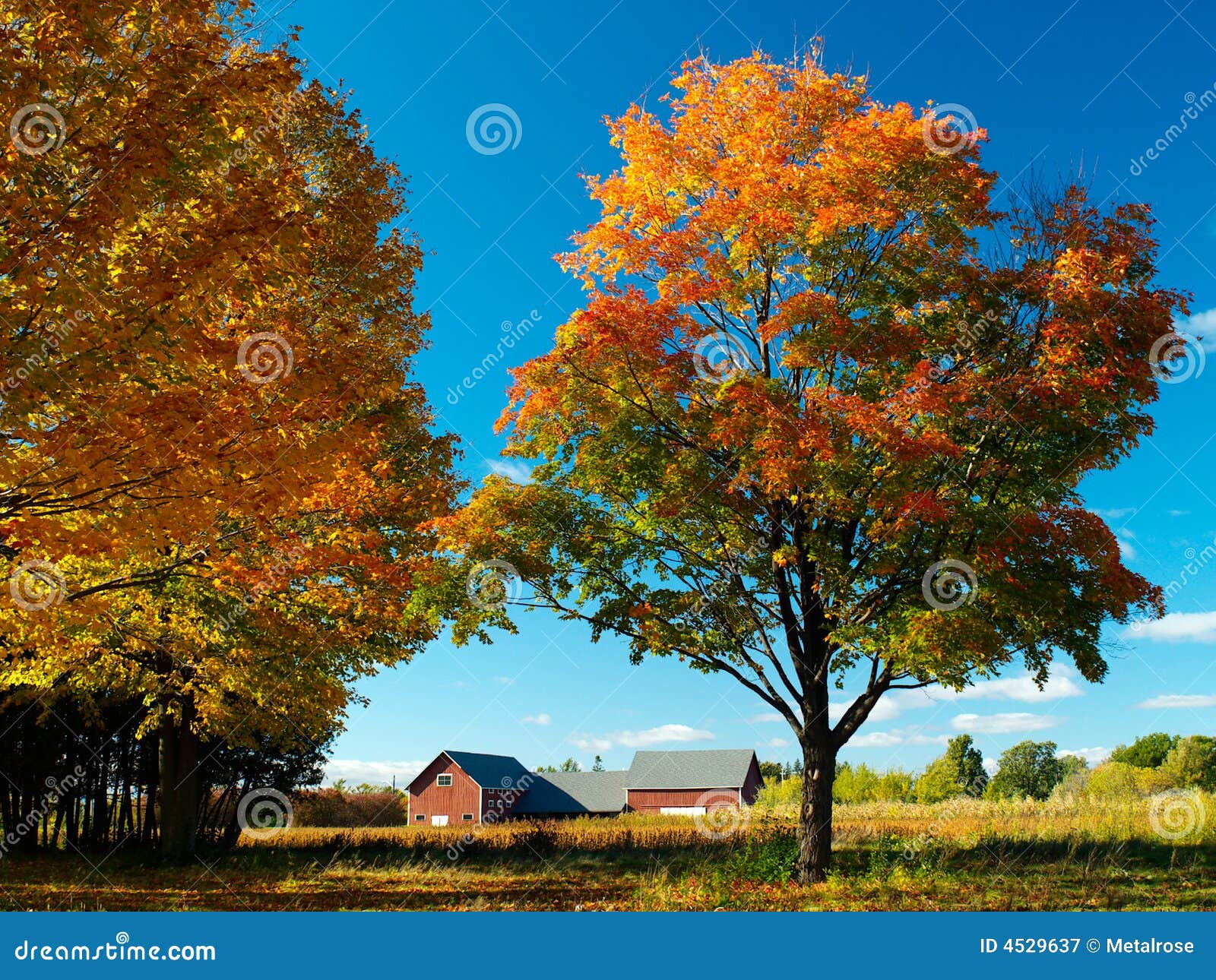 Autumn field stock image. Image of color, beauty, scene - 4529637