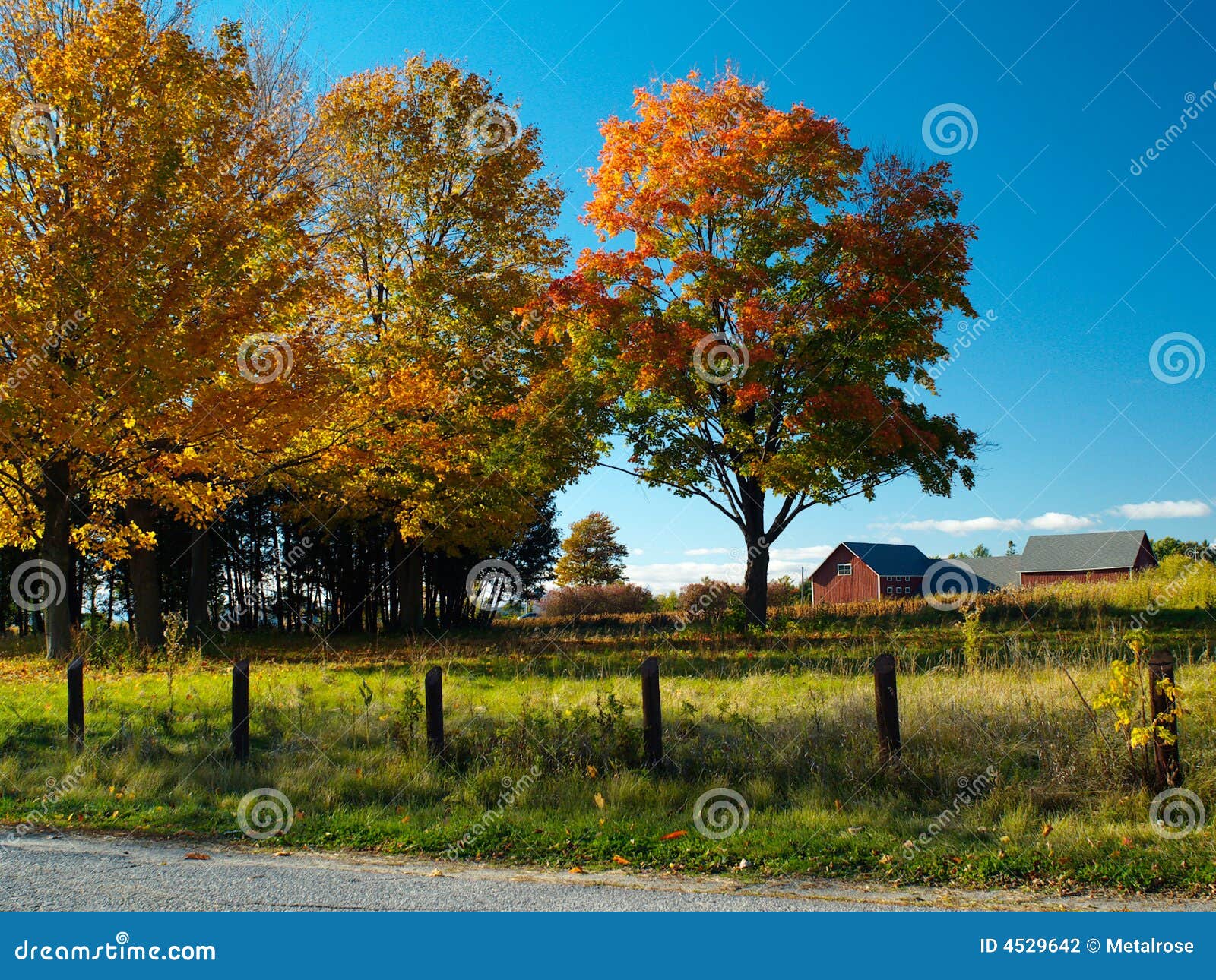 Autumn field stock photo. Image of country, scenics, leaves - 4529642