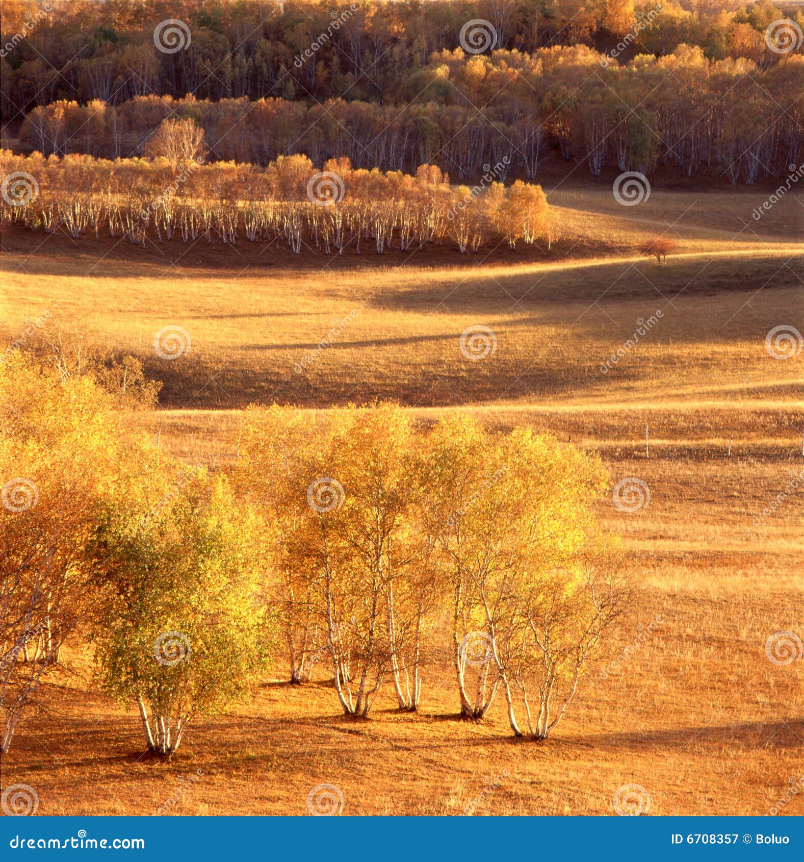 Autumn field stock image. Image of yellow, field, trees - 6708357