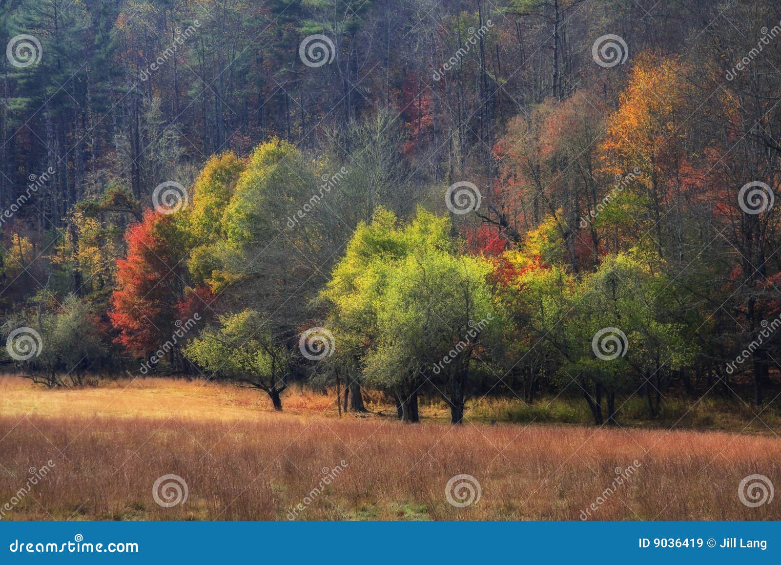 Autumn Field stock image. Image of maple, seasons, landscapes - 9036419