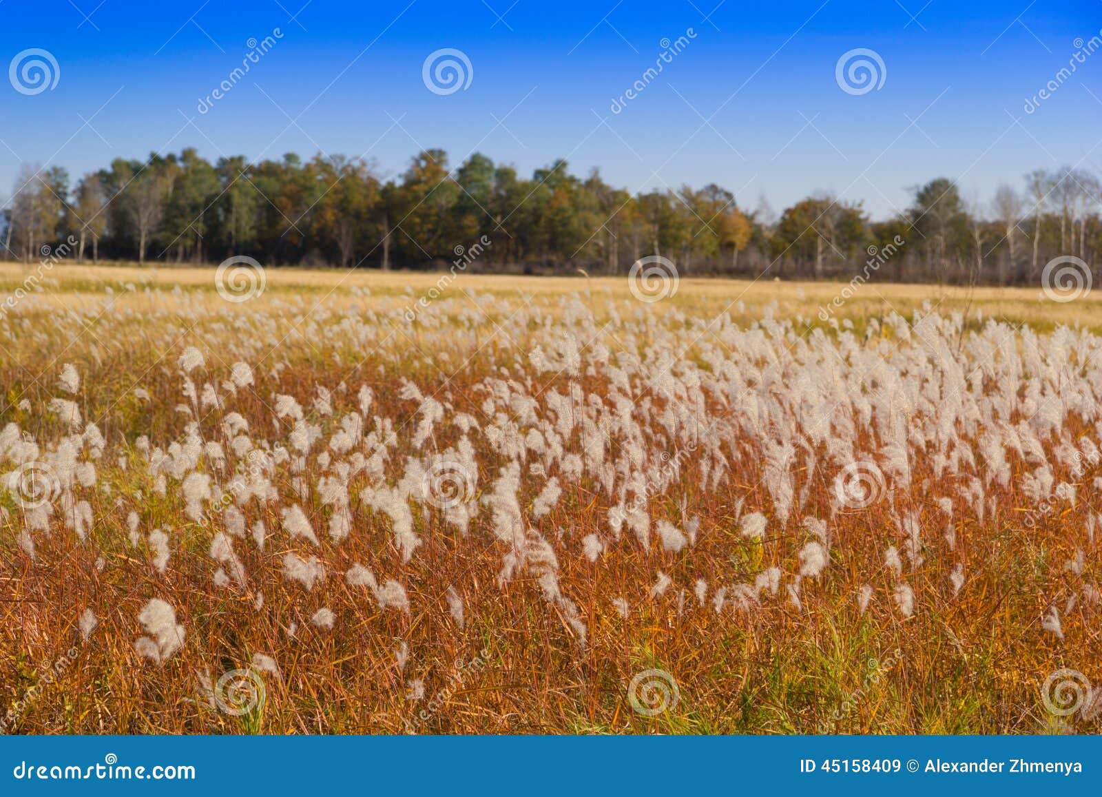 Autumn field stock image. Image of grow, huge, background - 45158409