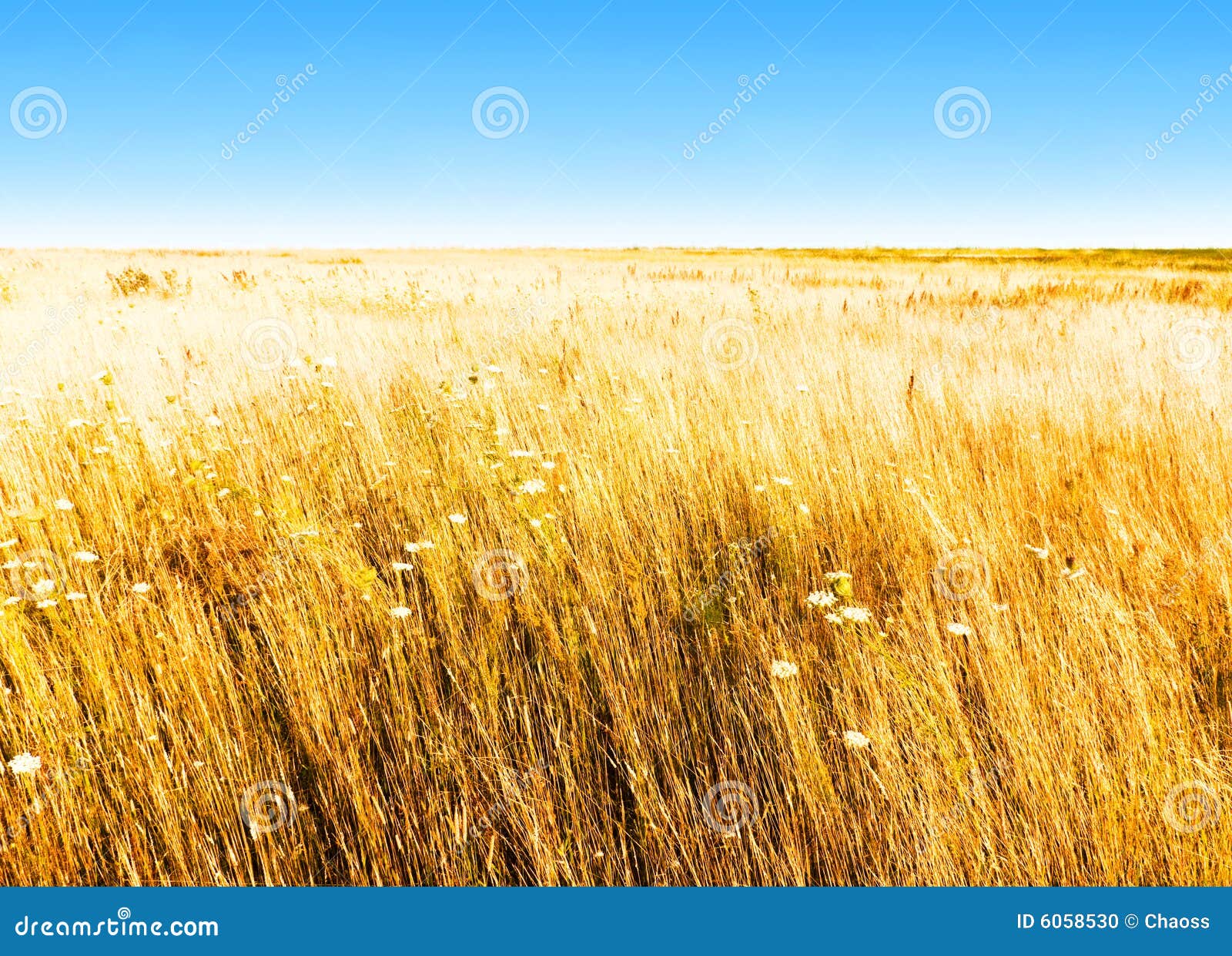 Autumn field and blue sky stock photo. Image of outdoors - 6058530