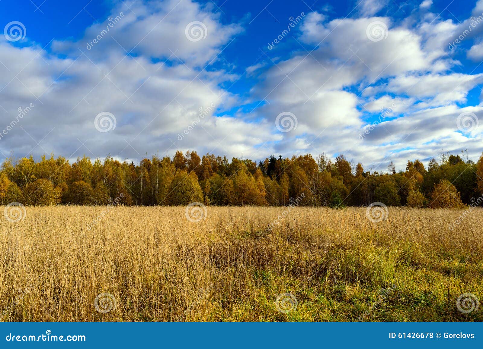 Autumn Field with Blue Sky Forest at Background Stock Photo - Image of ...
