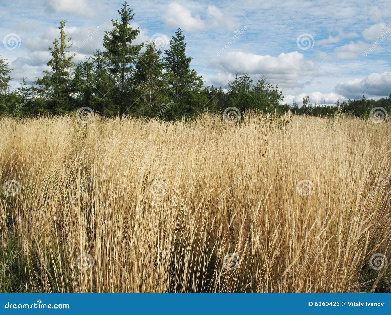Autumn Field of Dry Grass and Far Forest Stock Photo - Image of view ...