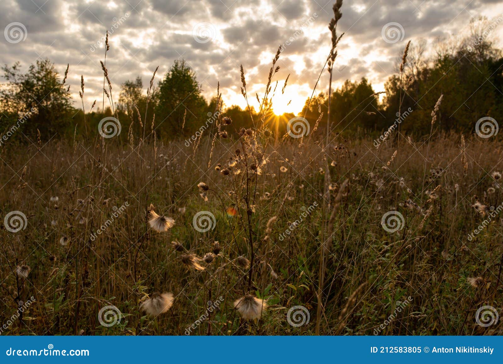 Autumn Field with Dry Plants before Sunset. Stock Image - Image of ...