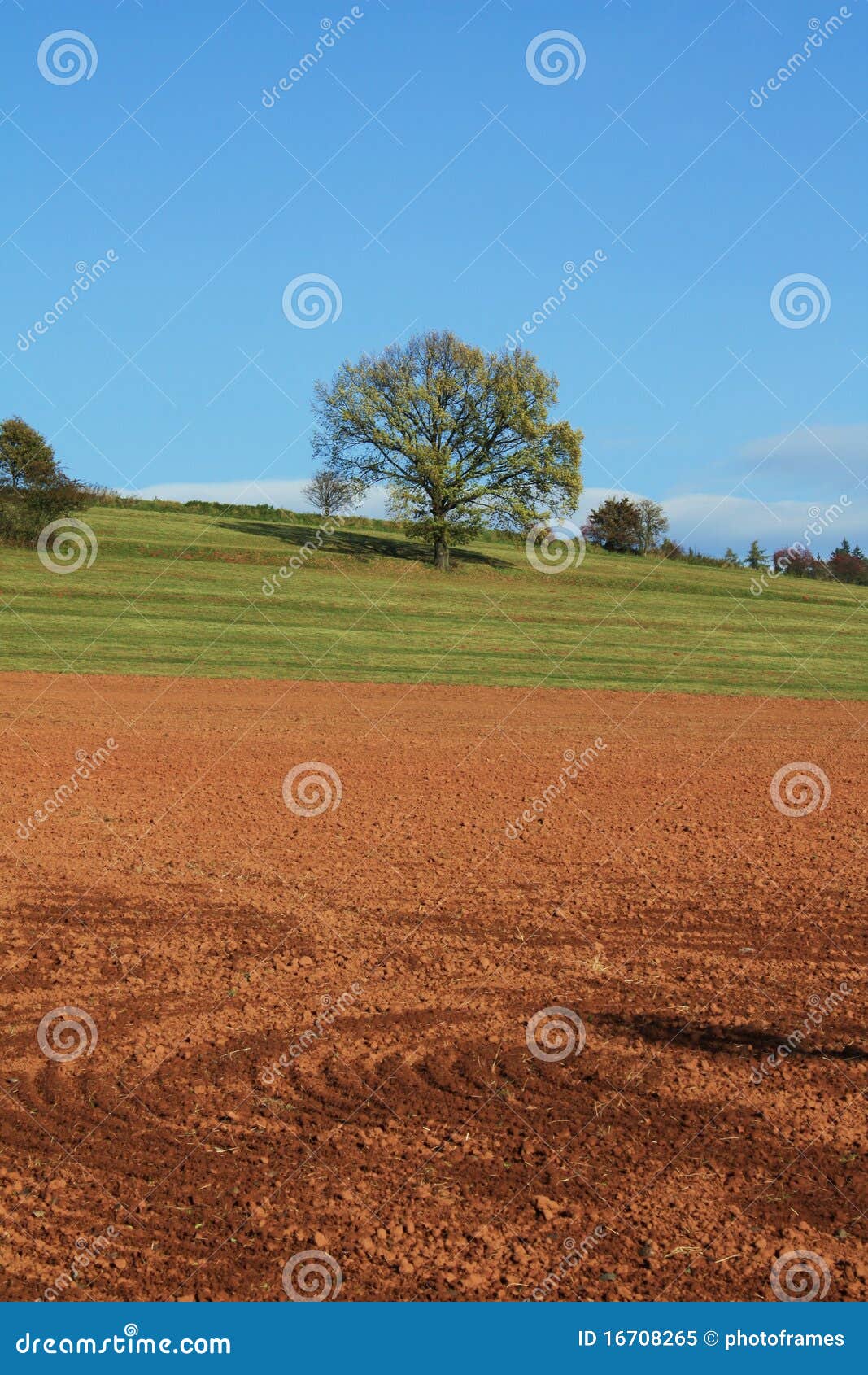 Autumn field oak tree stock image. Image of agricultural - 16708265