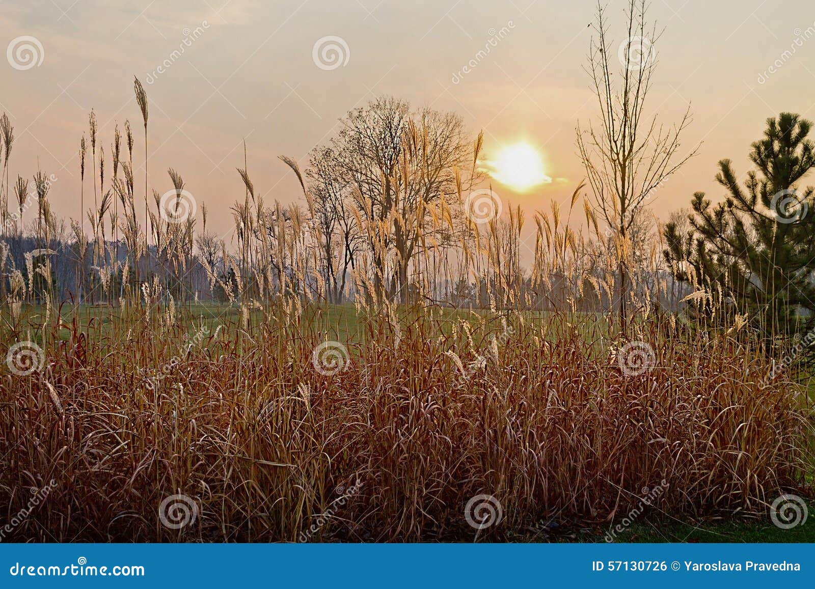 Autumn field stock photo. Image of grass, autumn, nature - 57130726