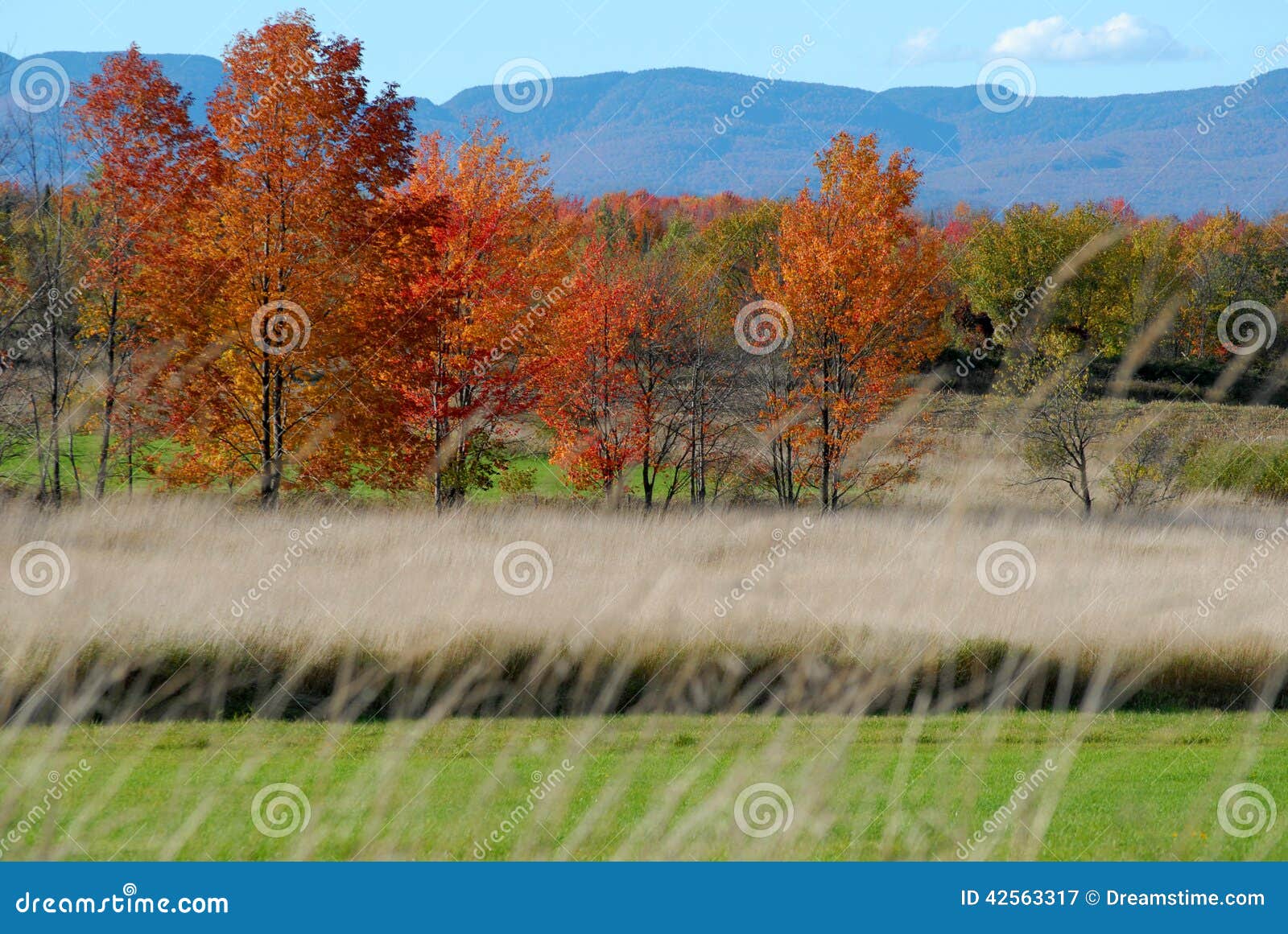 Autumn field vermont stock image. Image of trees, maple - 42563317