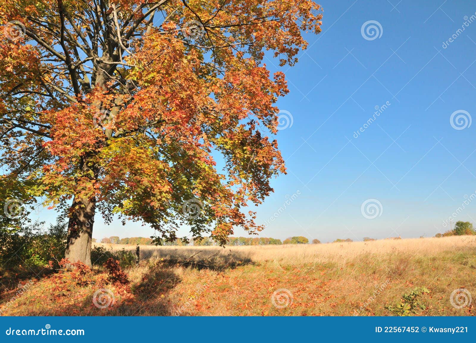 Autumn fields. stock photo. Image of field, forest, tree - 22567452