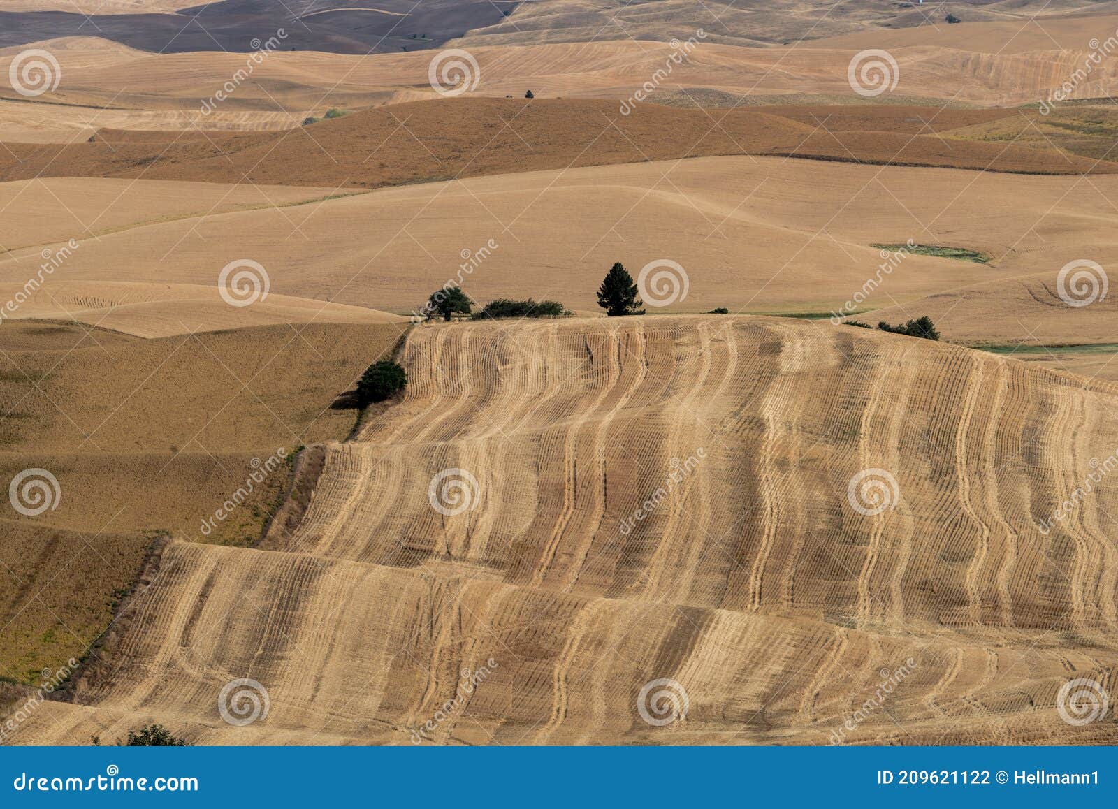 Autumn Fields stock photo. Image of market, field, palouse - 209621122