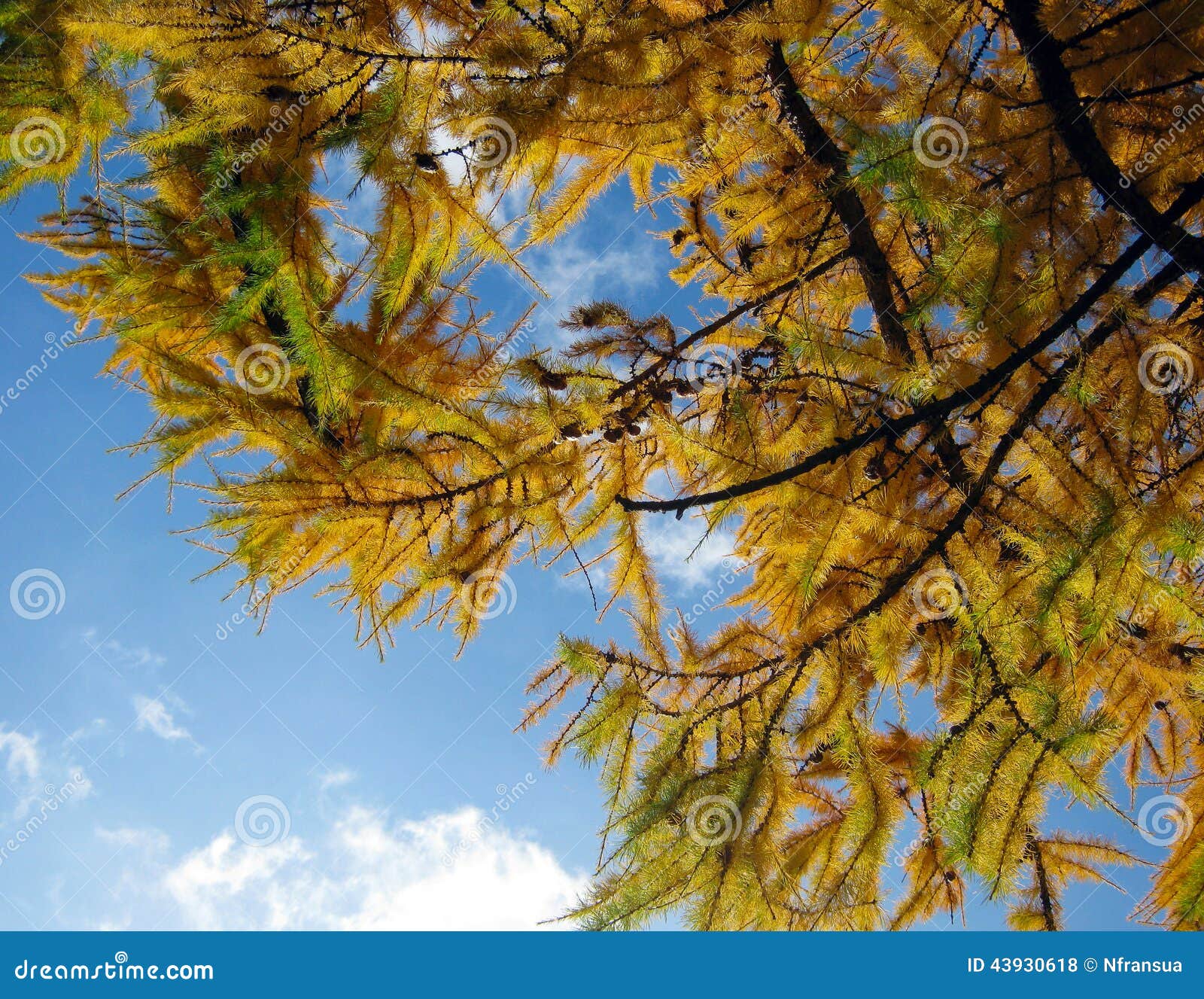 Autumn fir branches stock photo. Image of leaves, outdoors - 43930618