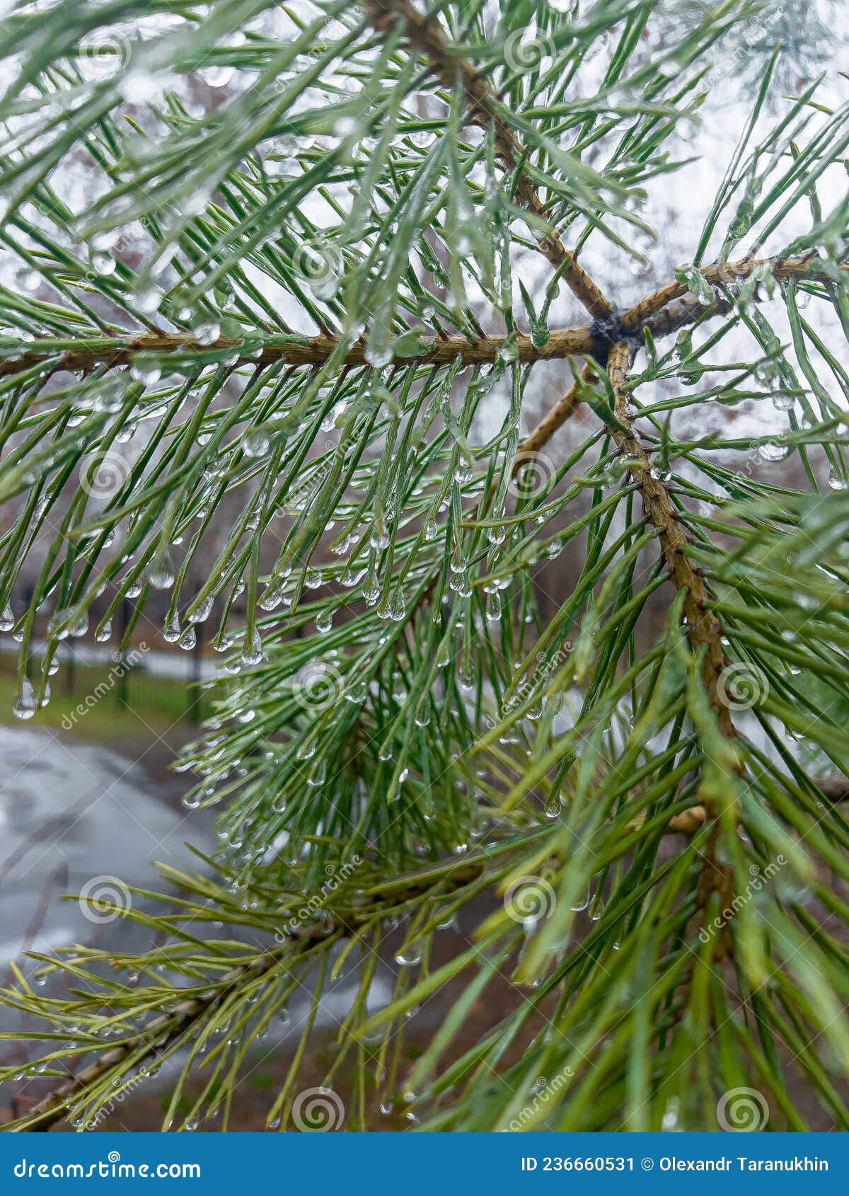 Autumn Fir-tree Under the Rain in the Forest with Drops on the Branches ...