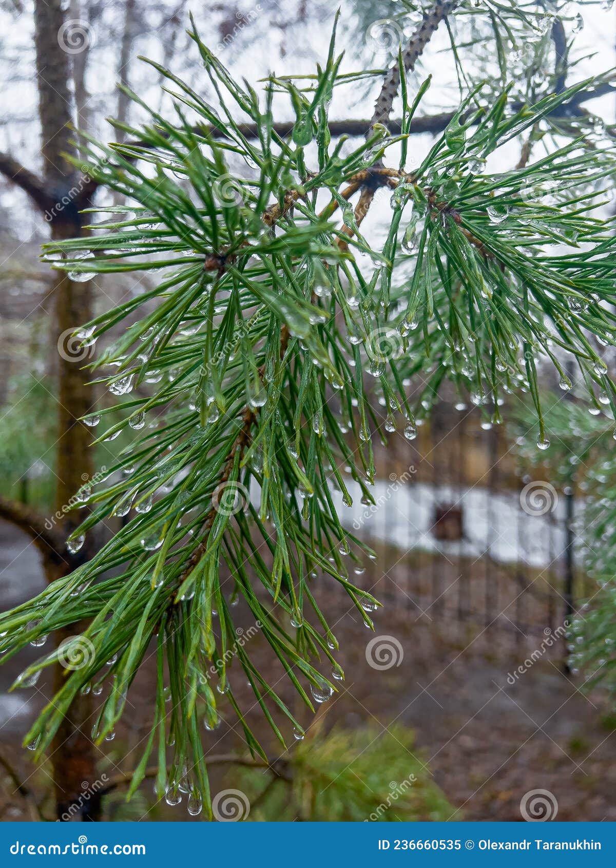Autumn Fir-tree Under the Rain in the Forest with Drops on the Branches ...