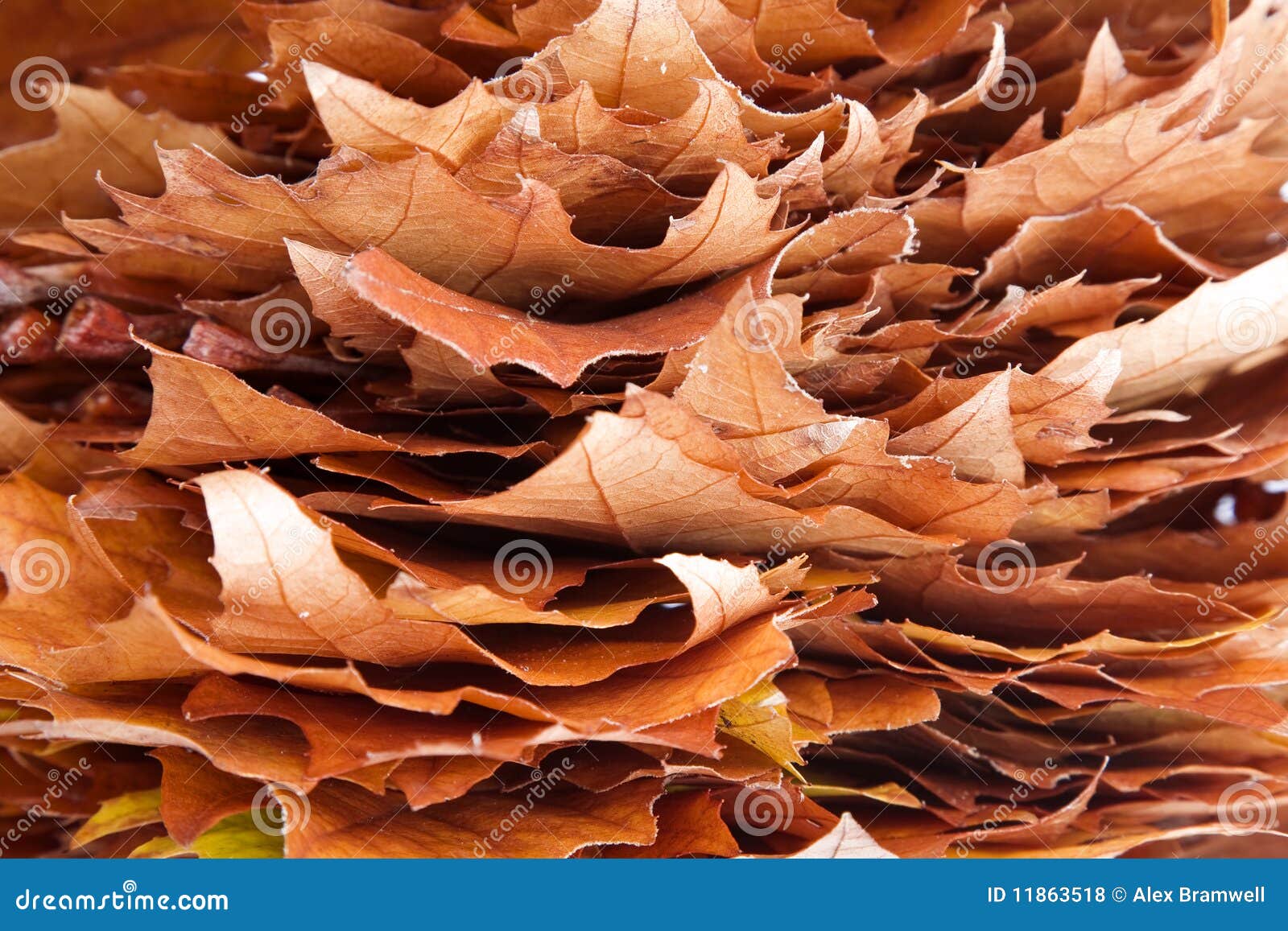 Autumn Fire stock photo. Image of pile, leaves, russet - 11863518