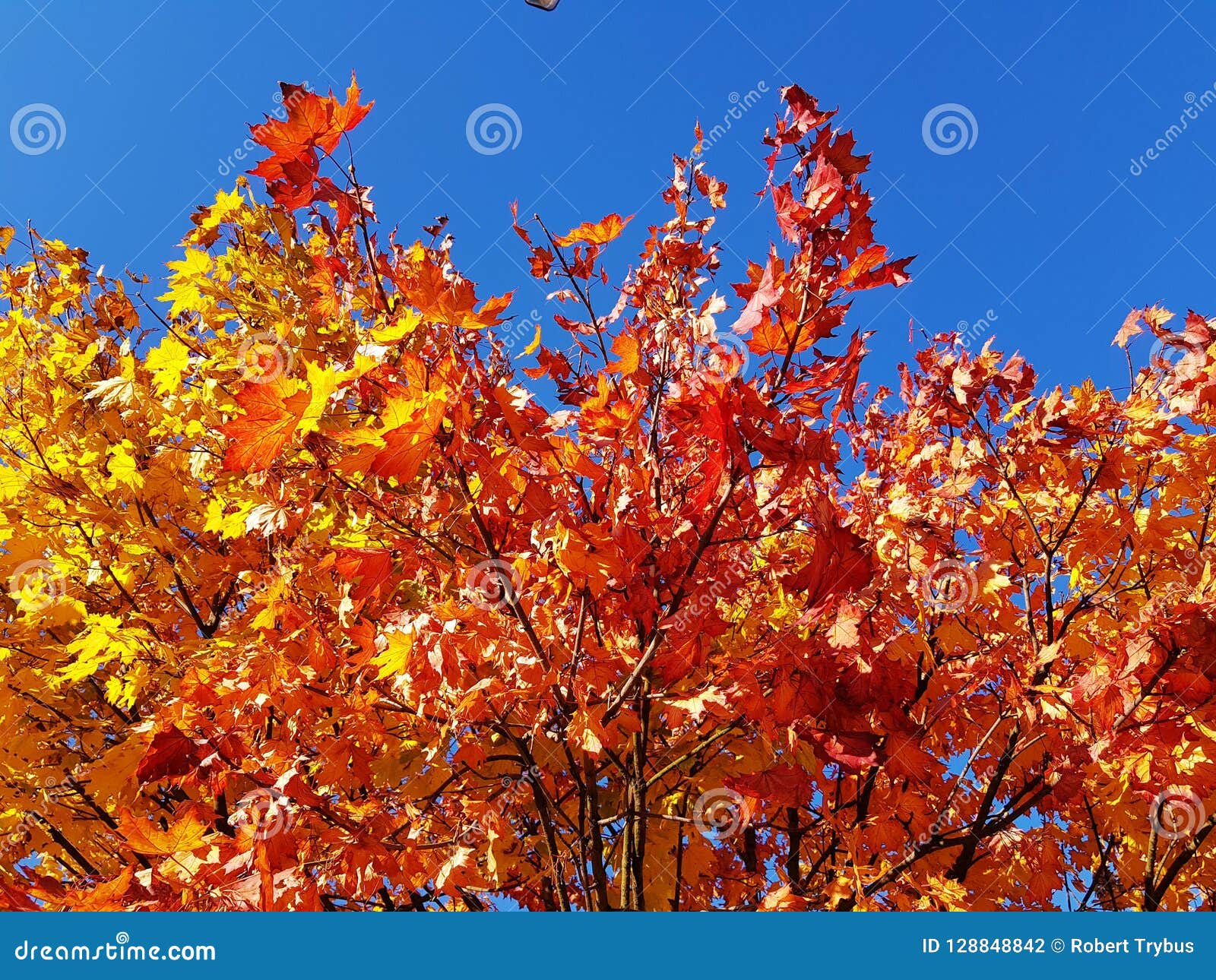 Autumn fire stock photo. Image of trees, autumn, like - 128848842