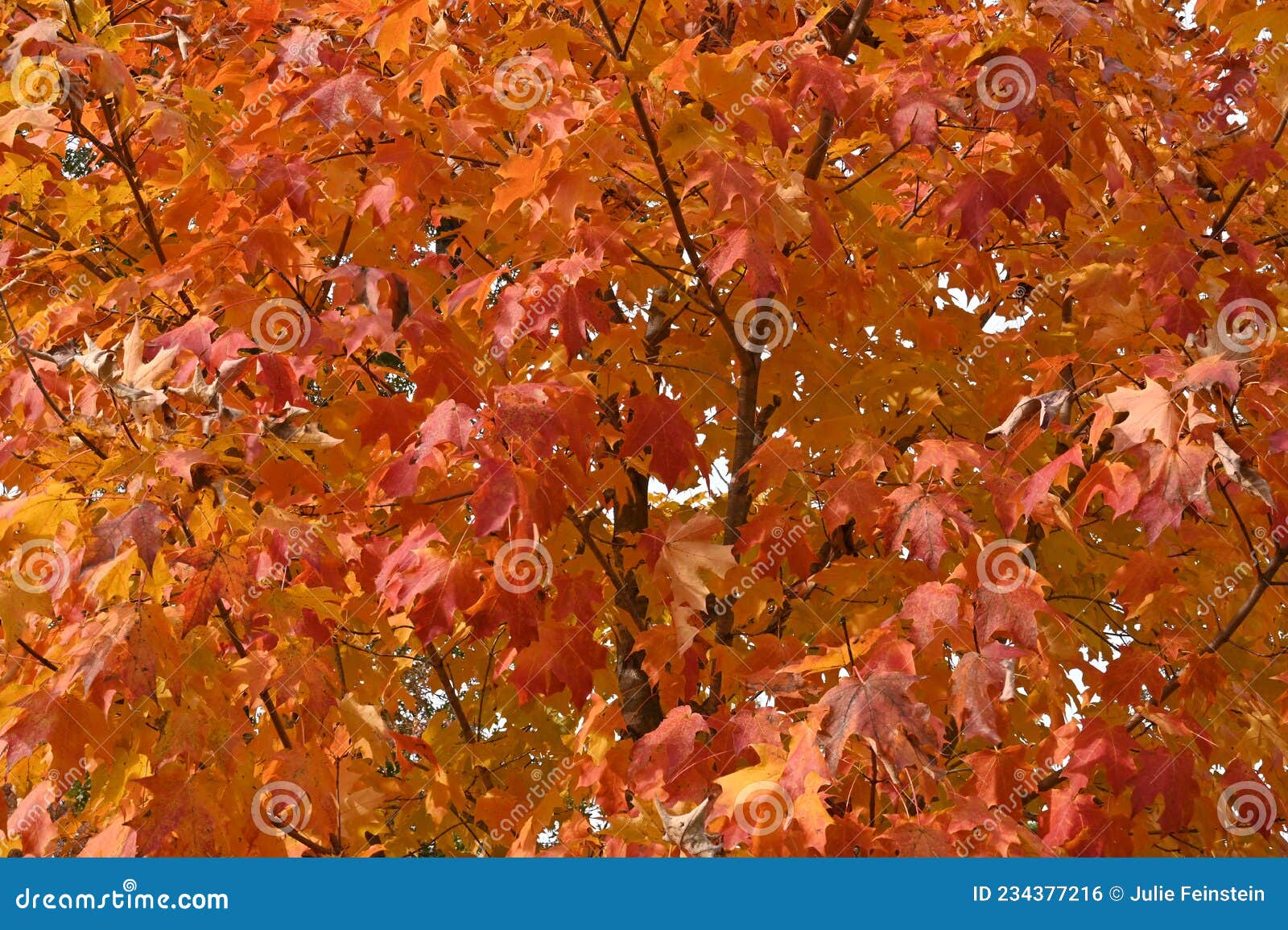 Autumn Fire Maple Foliage stock photo. Image of bright - 234377216